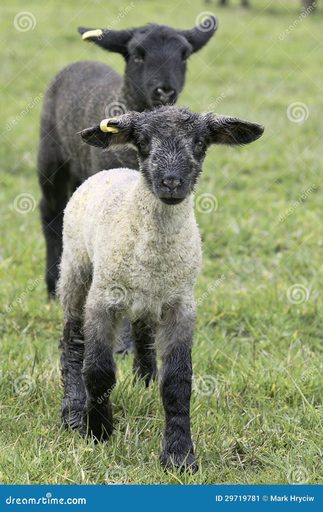 Negro Blanco Del Bebé Joven Del Cordero Imagen de archivo - Imagen de ...
