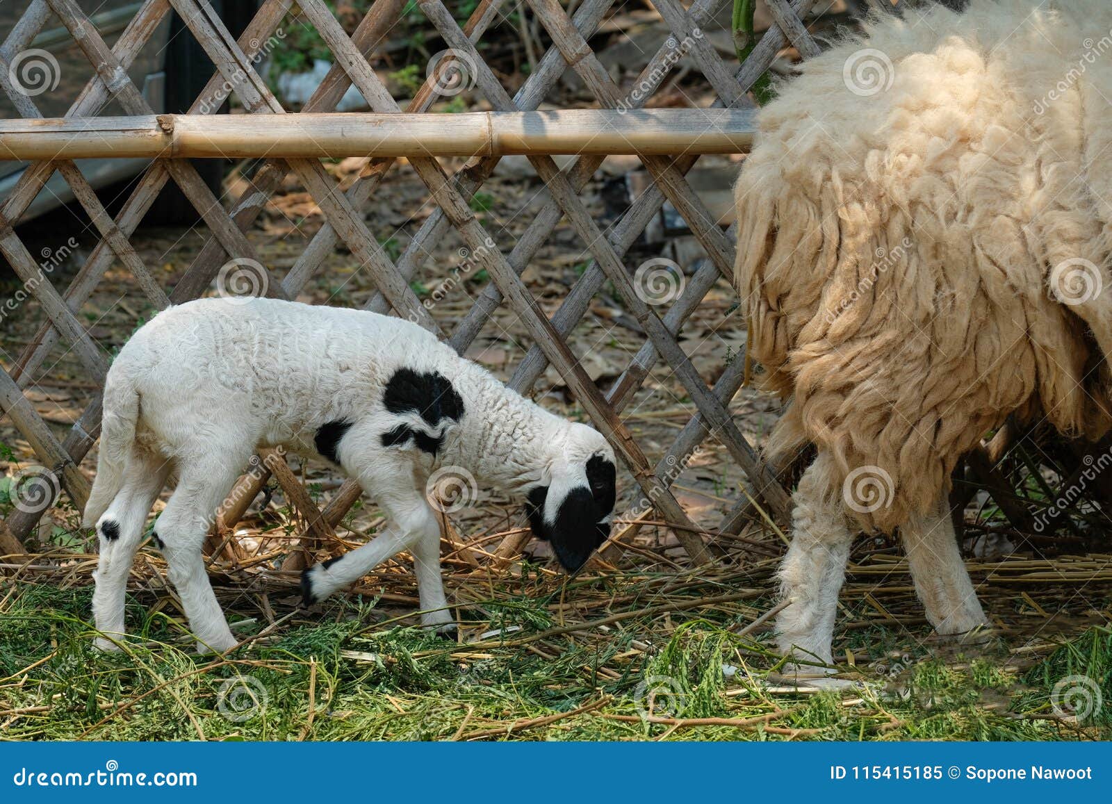 Corderos De La Madre Y Del Bebé Imagen de archivo - Imagen de cubo ...