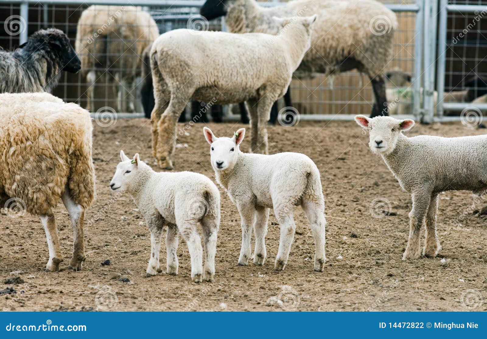 Corderos Del Bebé En Una Granja Foto de archivo - Imagen de rizado ...