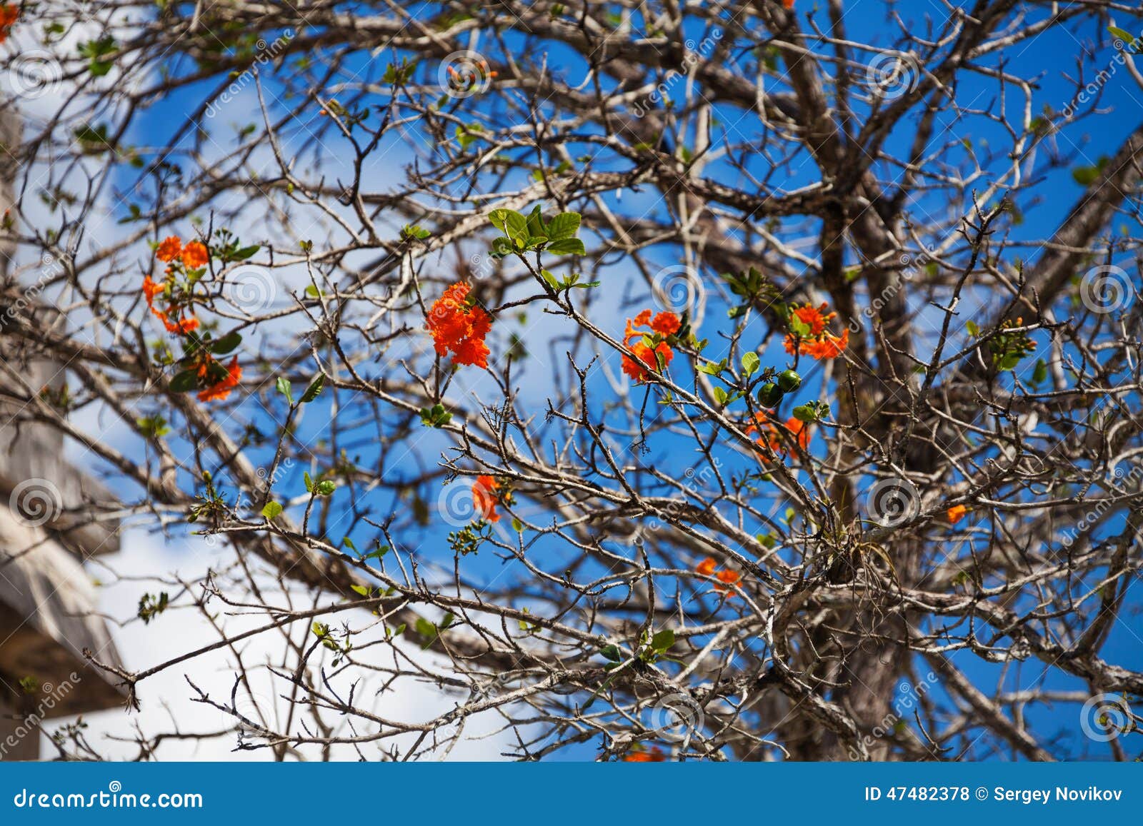 Cordia Dodecandra Tree with Red Flowers in Mexico Stock Photo - Image ...
