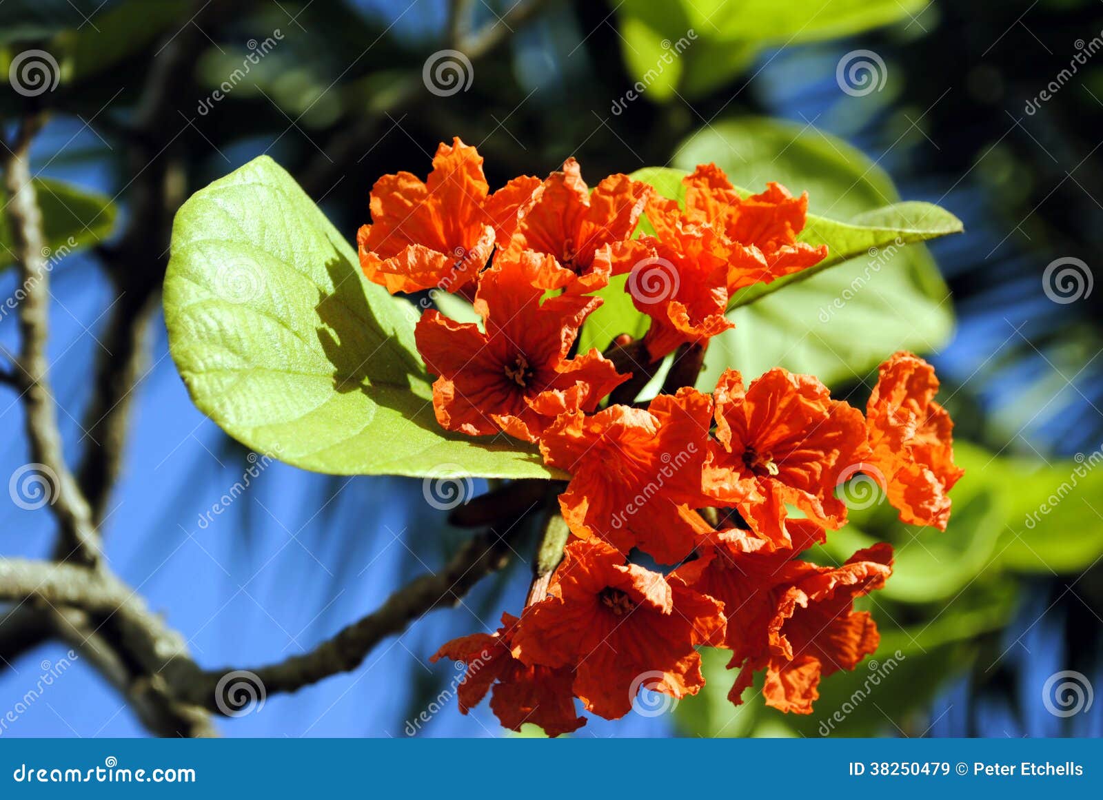 Cordia Sebestena , Geiger Tree Royalty-Free Stock Photo | CartoonDealer ...