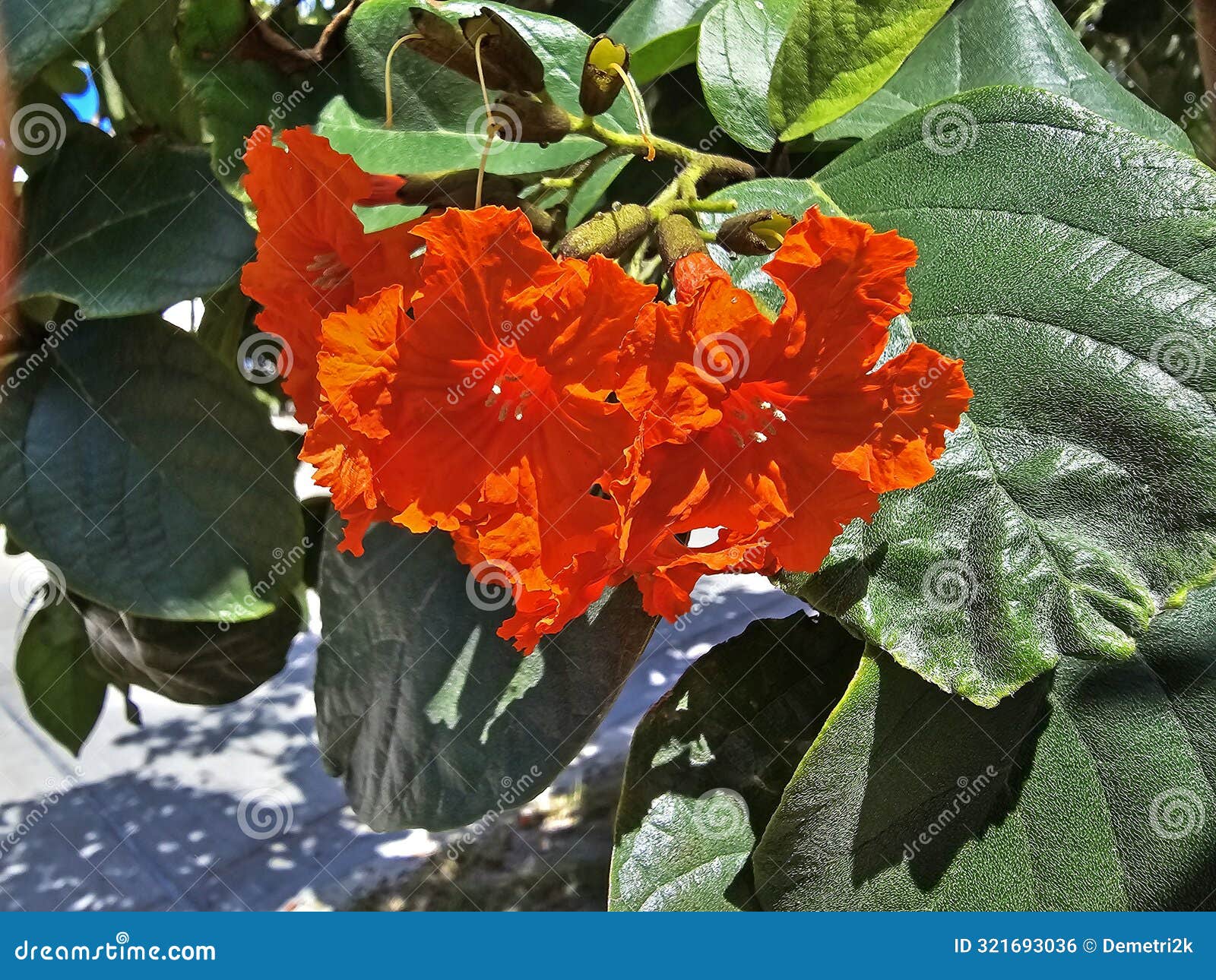 Cordia Sebestena, or, Geiger Tree Blossoms -02 Stock Photo - Image of ...