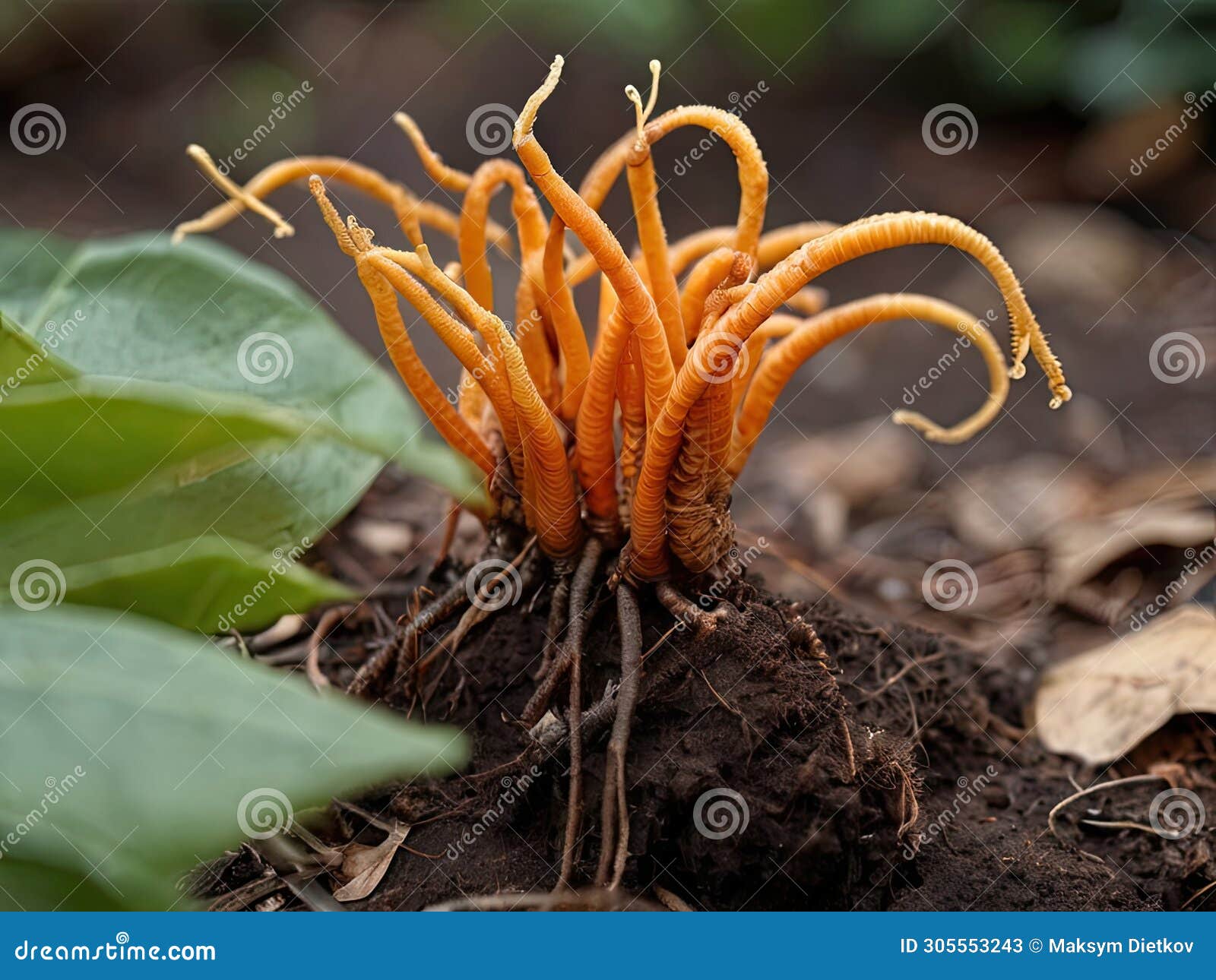 Cordyceps (Cordyceps Sinensis) in the Garden Stock Illustration ...
