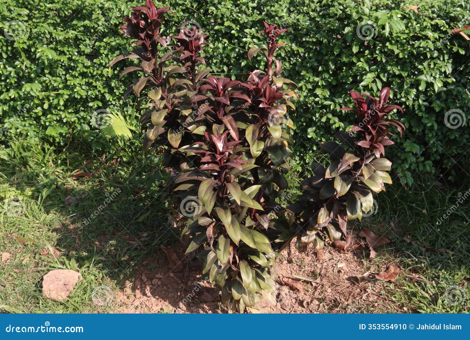 Cordyline Fruticosa Ruby Leaf Plant Stock Photo - Image of ruby, fresh ...