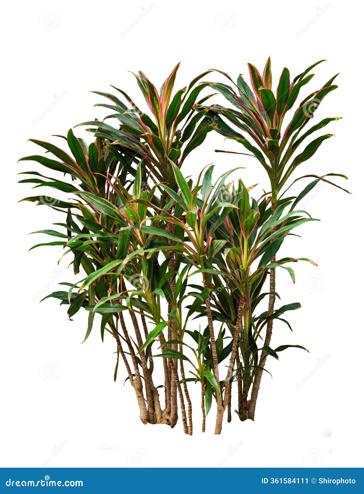 Cordyline Fruticosa Tree Isolate On White Background, High Resolution ...