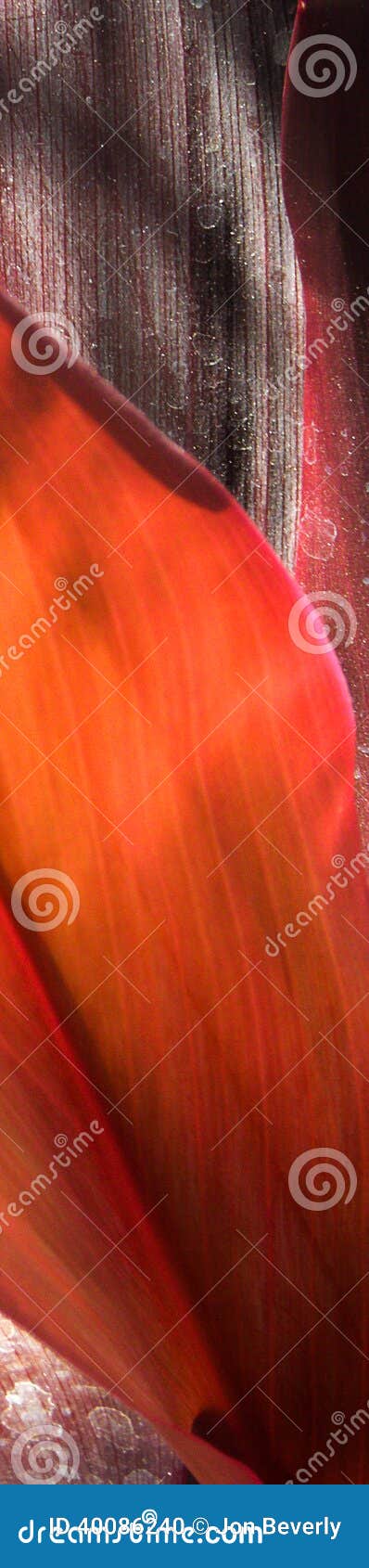 Cordyline (Ti rouge) photo stock. Image du phénomène - 40086240