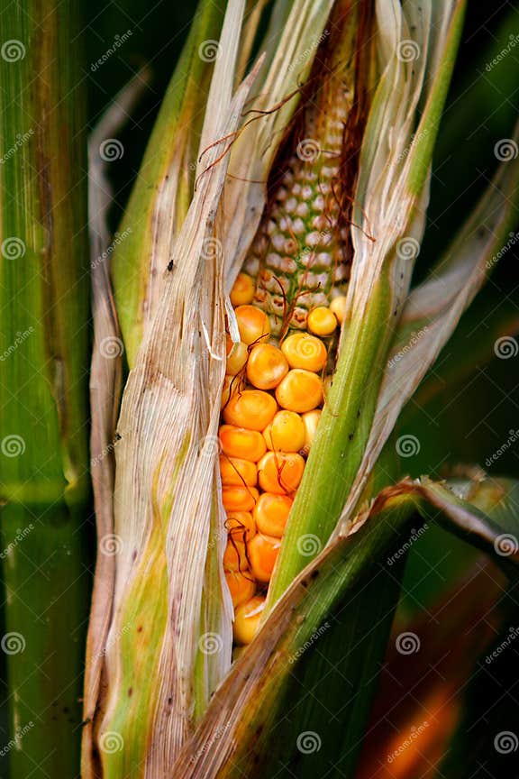 Core stock image. Image of beijing, core, asia, travel - 3152559