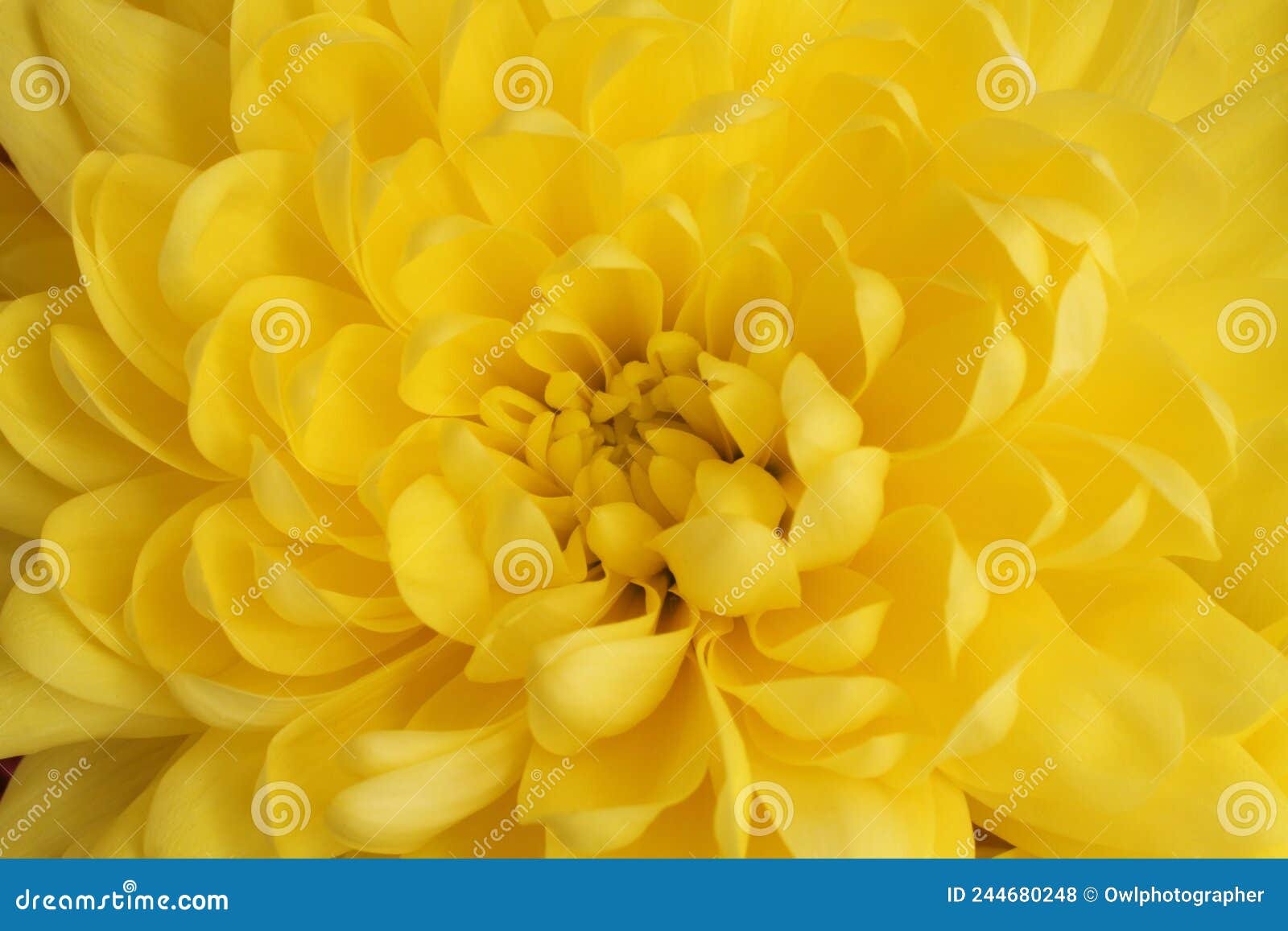 Core of Big Yellow Chrysanthemum Flower. Closeup Stock Photo - Image of ...