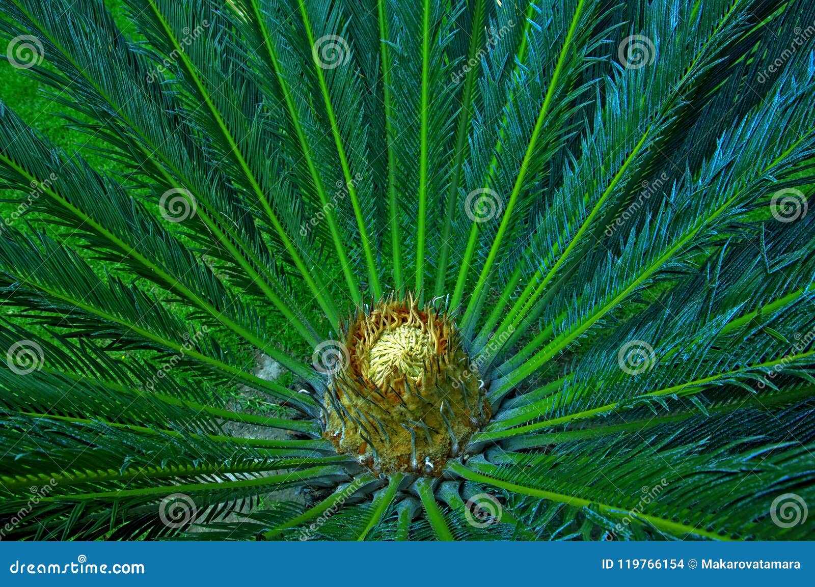 Core of crown of palm tree stock photo. Image of small - 119766154