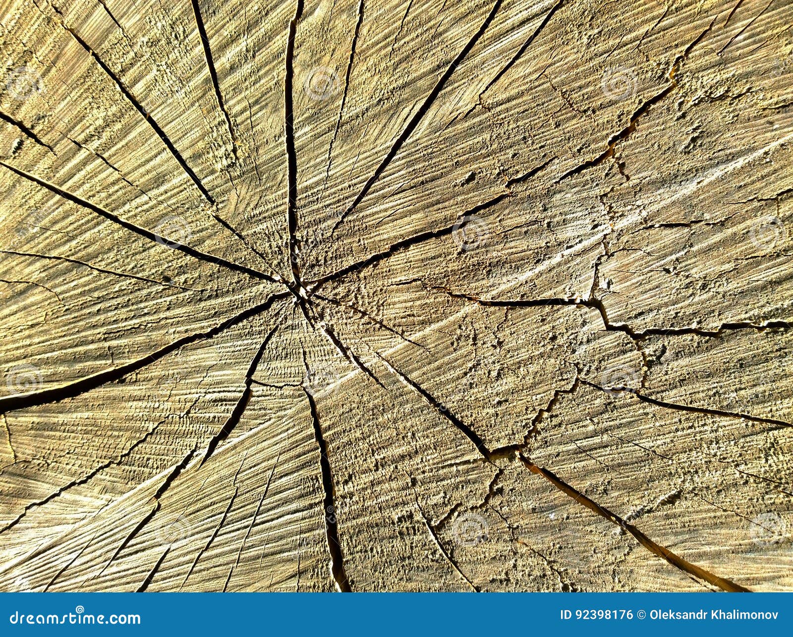 The Core of a Cut Tree with Cracks Stock Photo - Image of center ...