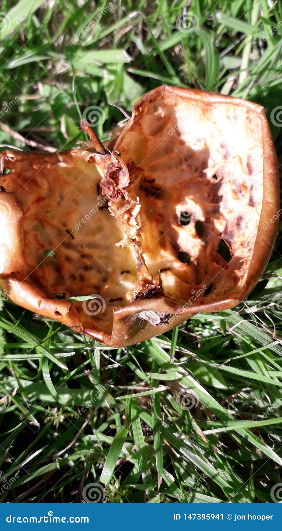 Apple Cores On White Background, Collage. Composting Of Organic Waste ...