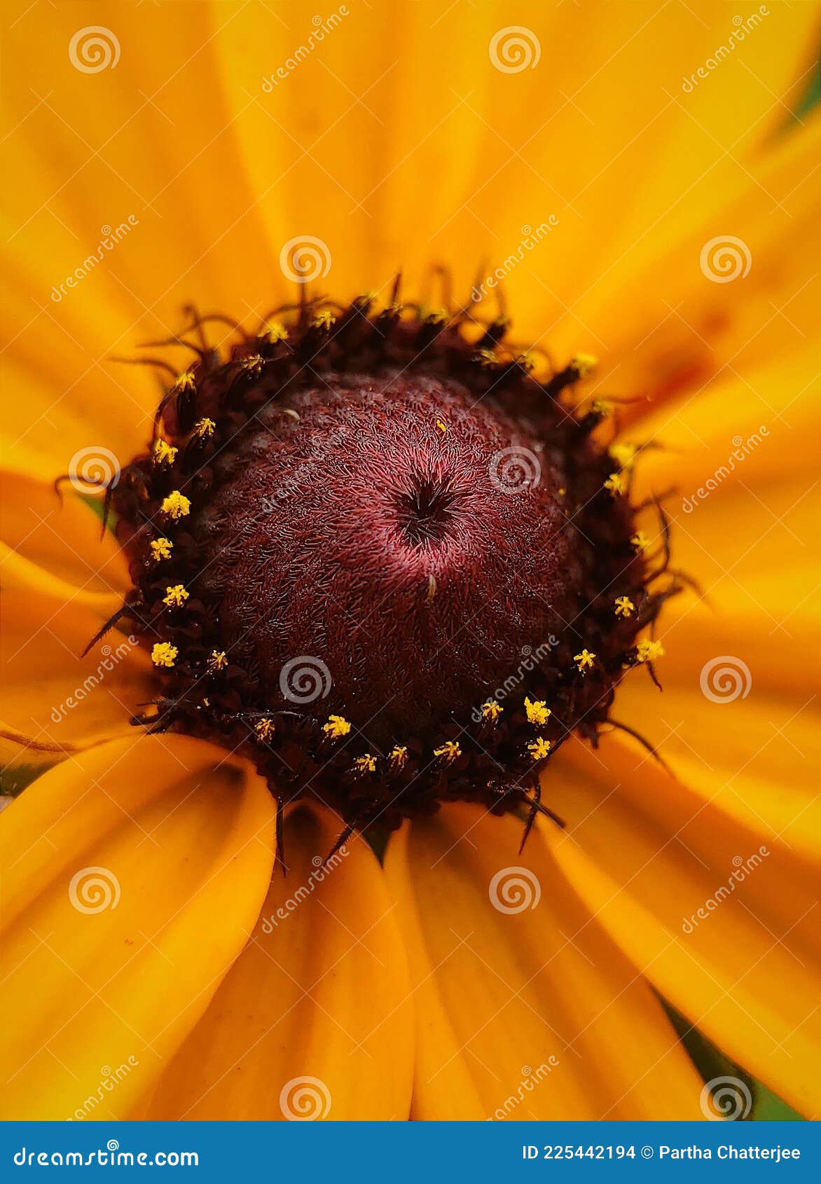 The core of the flower stock photo. Image of depth, macro - 225442194