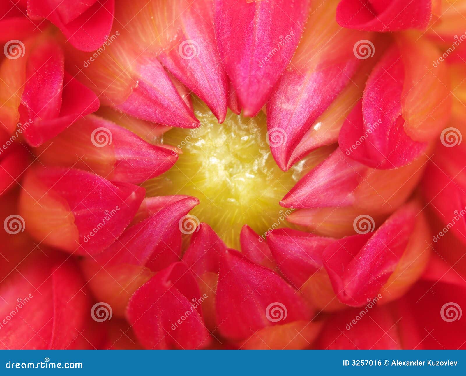 Core of a flower stock photo. Image of head, florist, closeup - 3257016