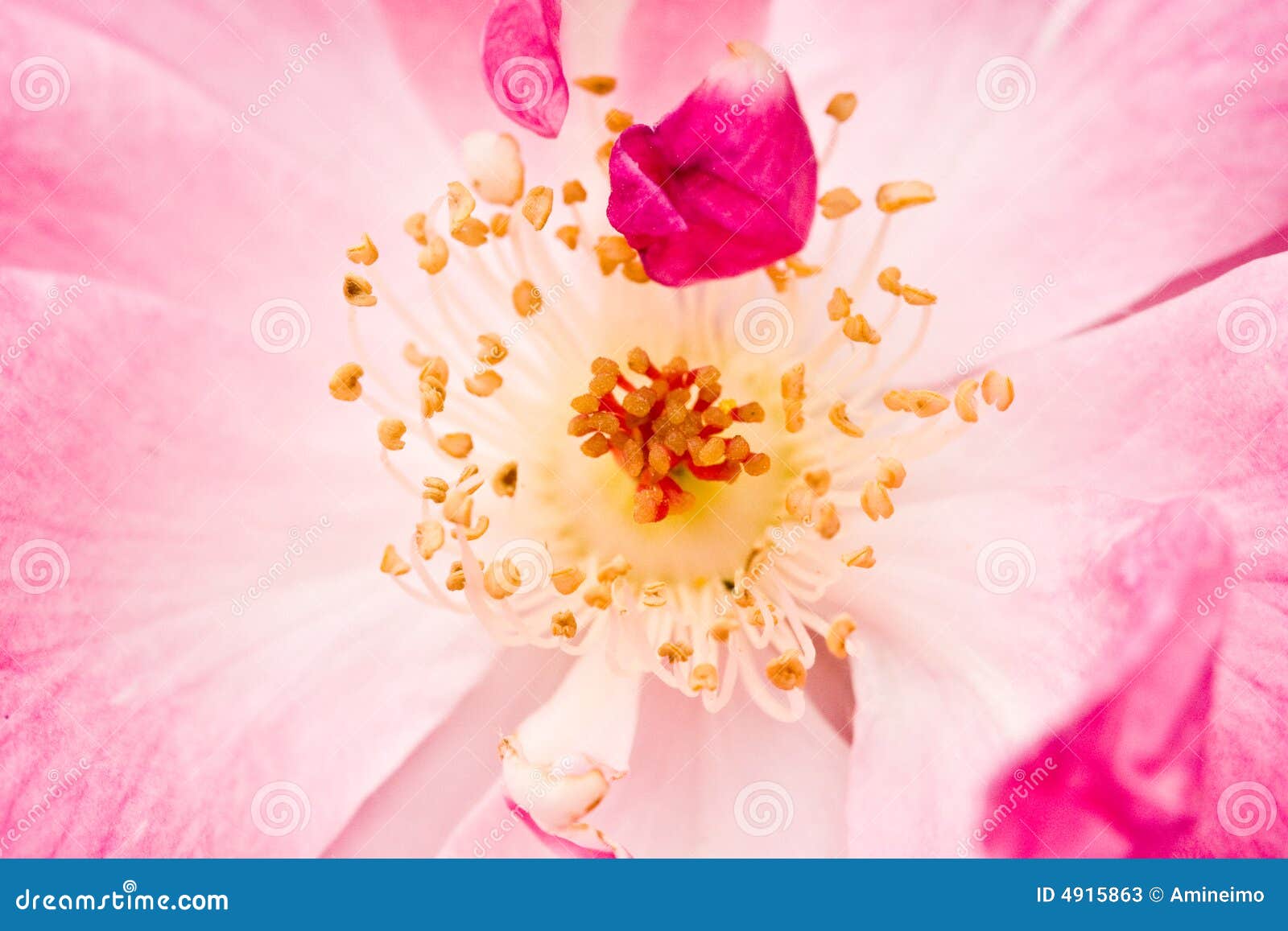 Core flowers stock image. Image of natural, floral, dahlia - 4915863