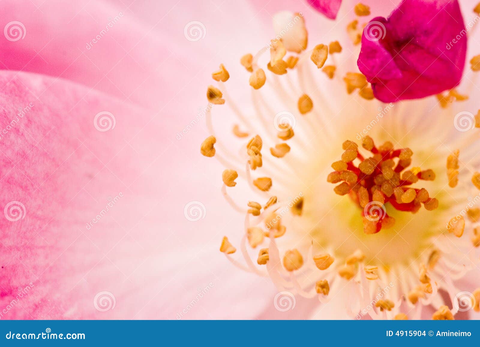 Core flowers stock photo. Image of nature, floral, macro - 4915904