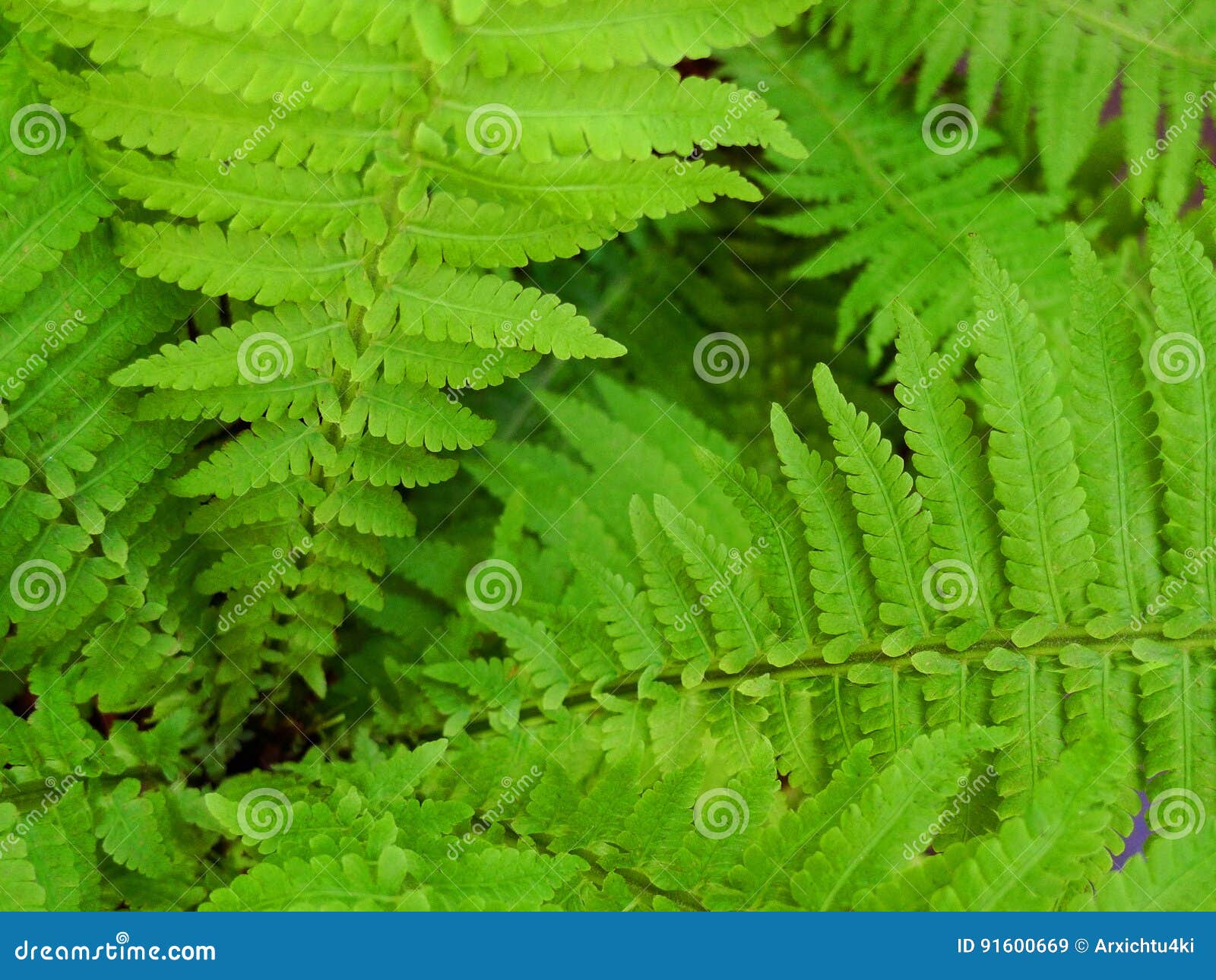 The Core Of The Green Fern Bush In The Garden. Stock Image - Image of ...