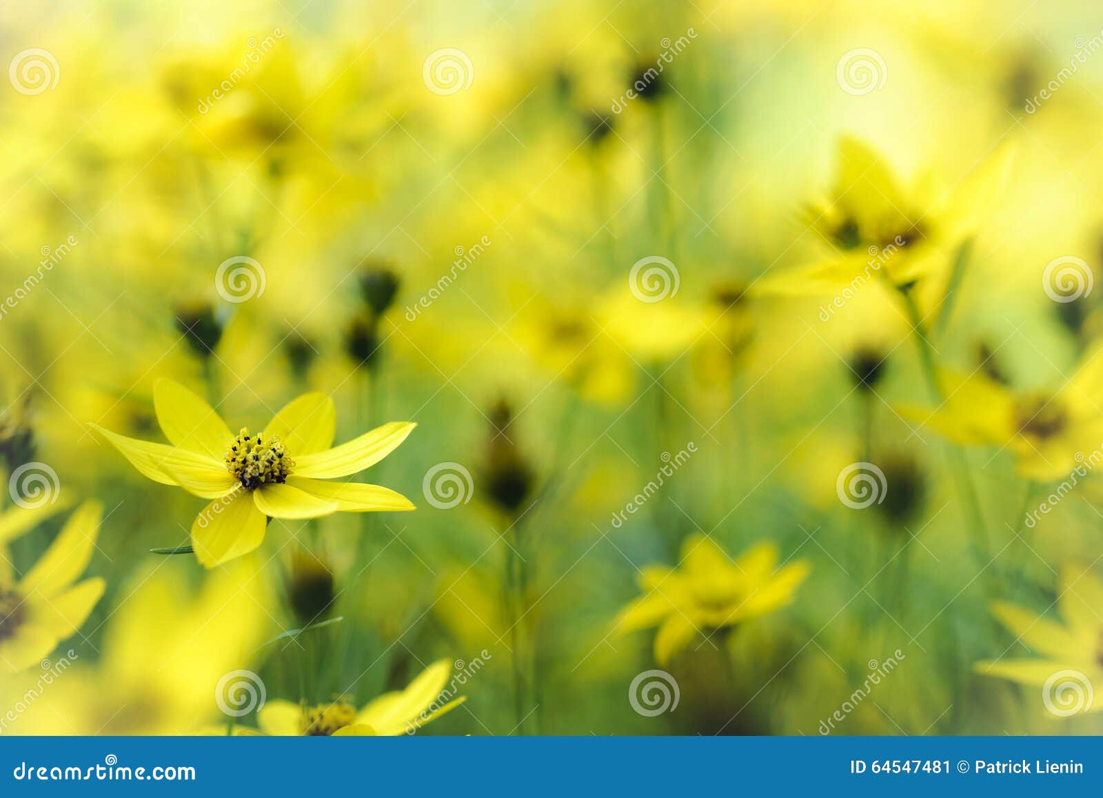 Core of Nature stock image. Image of plants, plant, yellow - 64547481