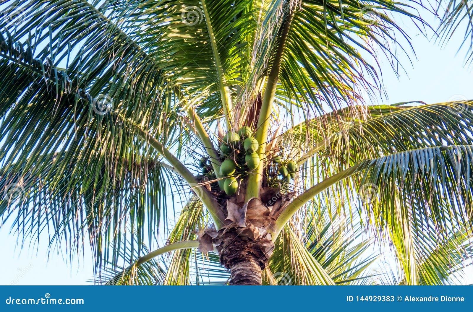Core Part of a Healthy Palm Tree in the Bright Sunlight Stock Image ...