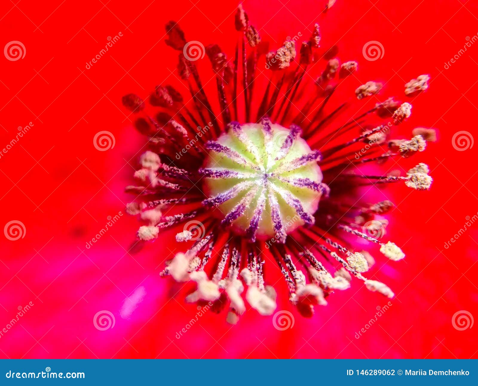 The core of the poppy stock photo. Image of green, macro - 146289062