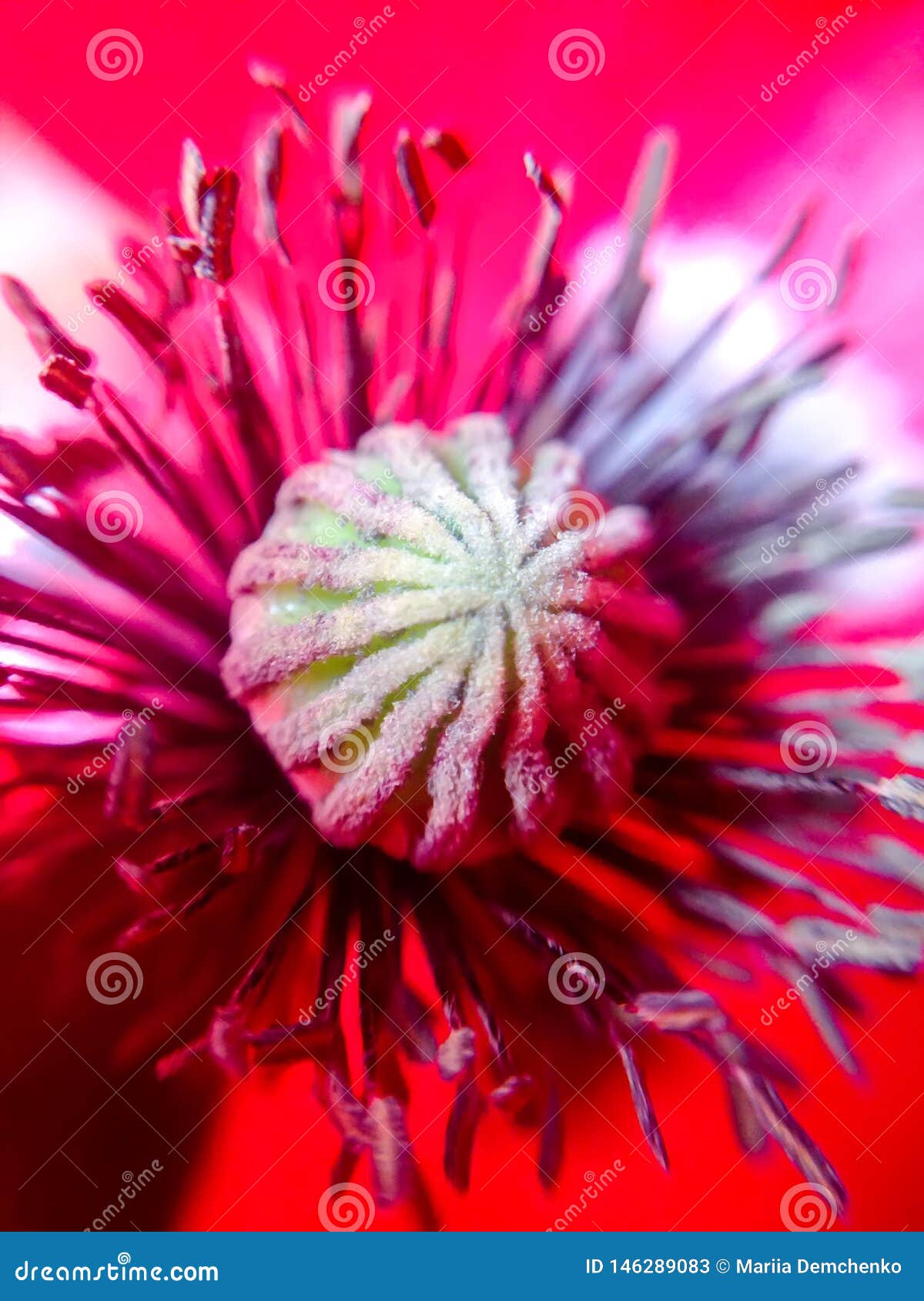 The core of the poppy stock image. Image of fresh, beautiful - 146289083