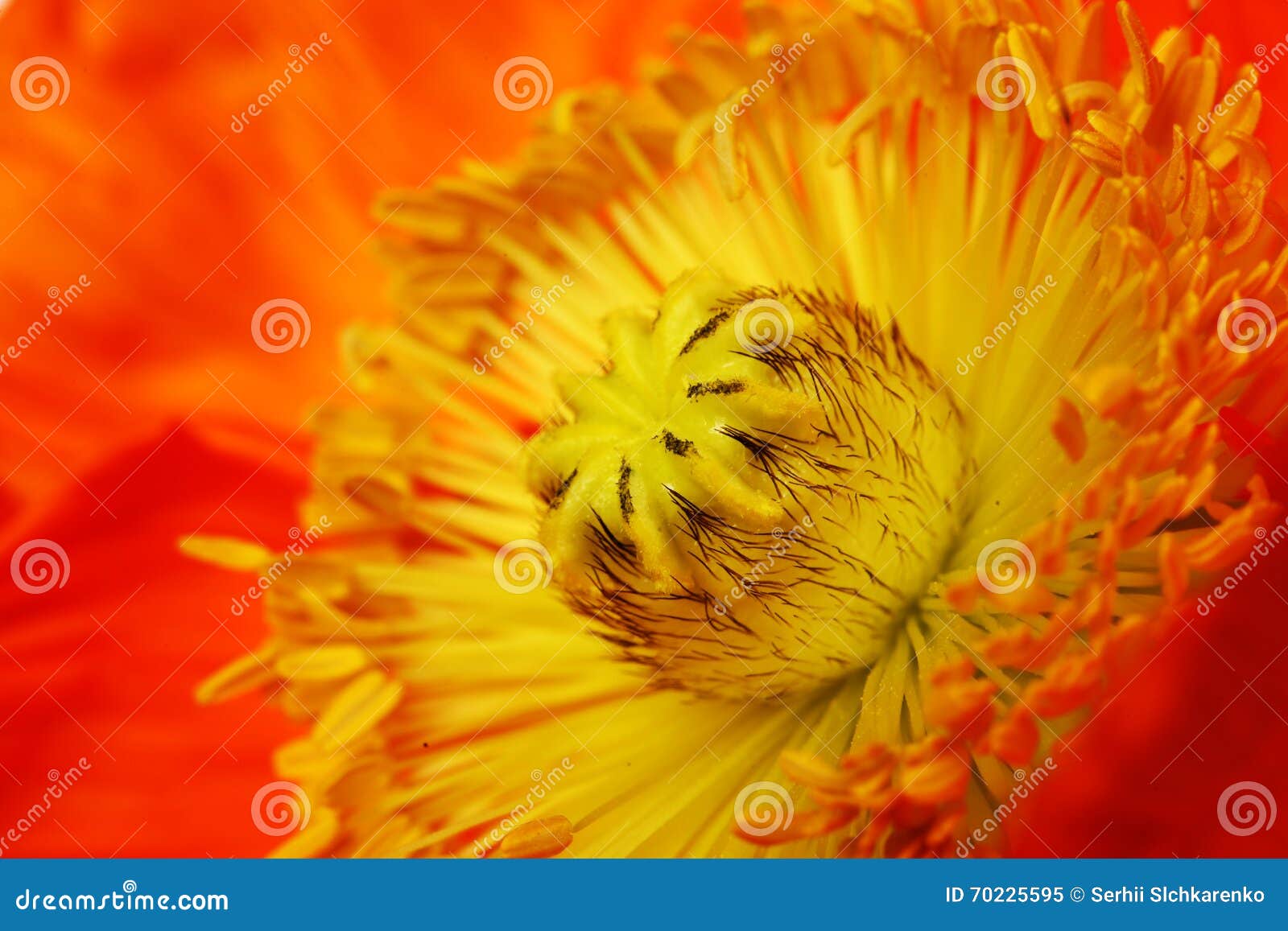 The Core of Poppy Flower with Stamens Closeup Stock Image - Image of ...