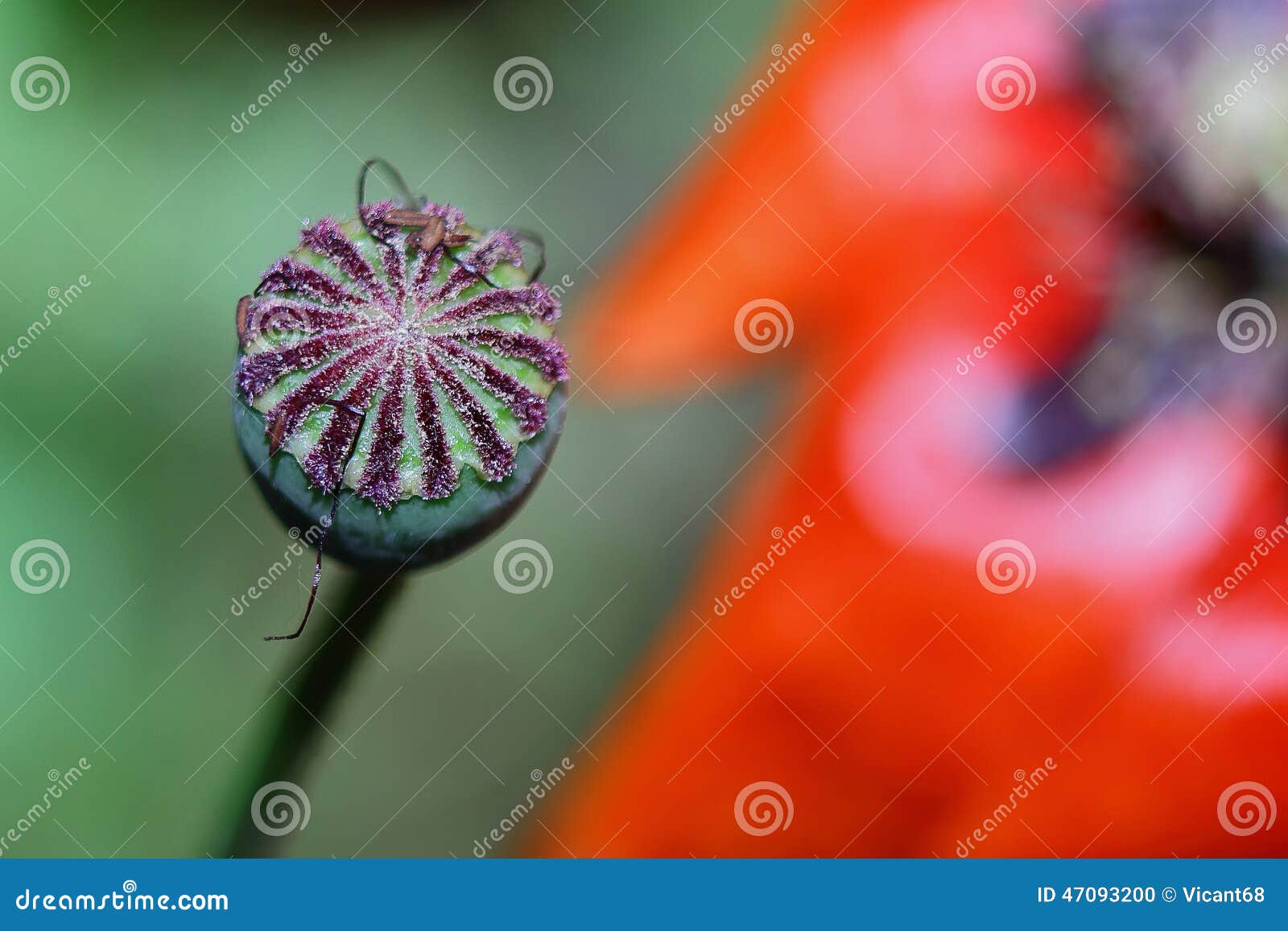Core of red poppy stock photo. Image of grass, fade, poppy - 47093200