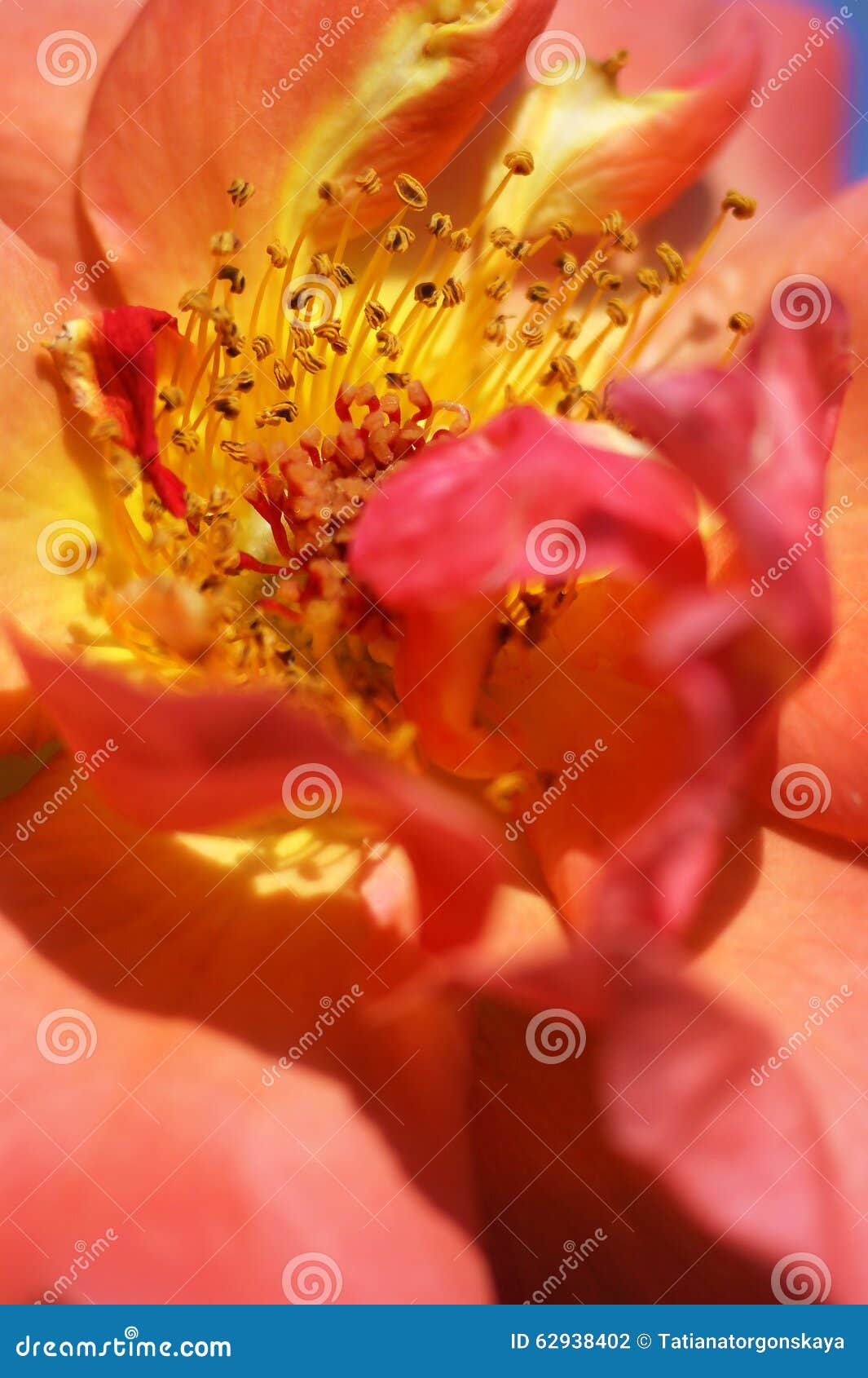 The core of roses stock photo. Image of estival, flowering - 62938402