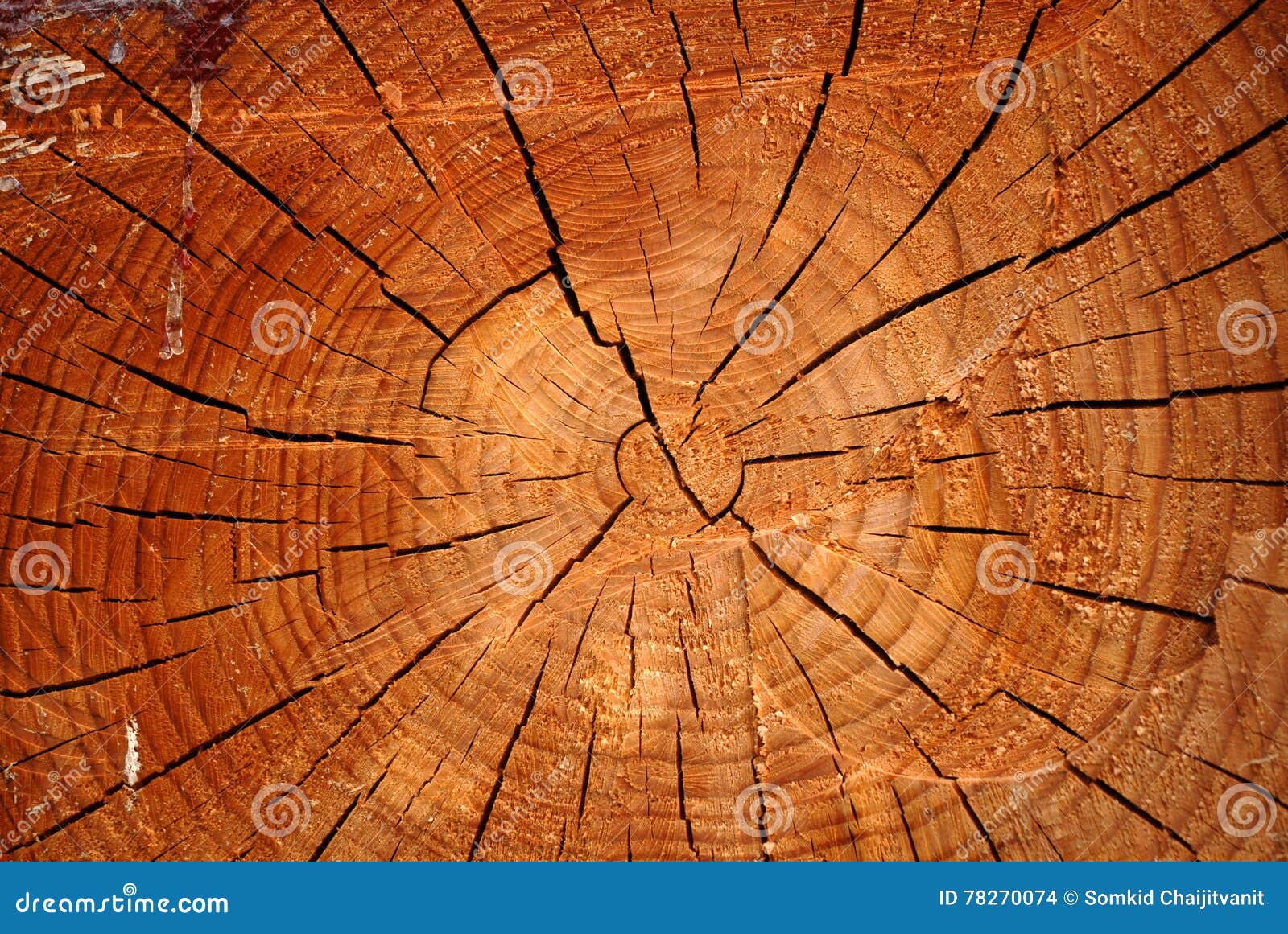 This core is saw cut wood. stock photo. Image of hardwood - 78270074