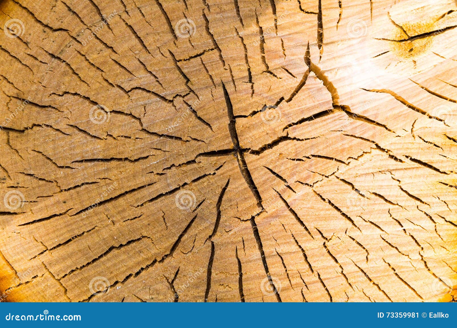 Core Sawn Wood of Birch Closeup Stock Image - Image of cross, forest ...