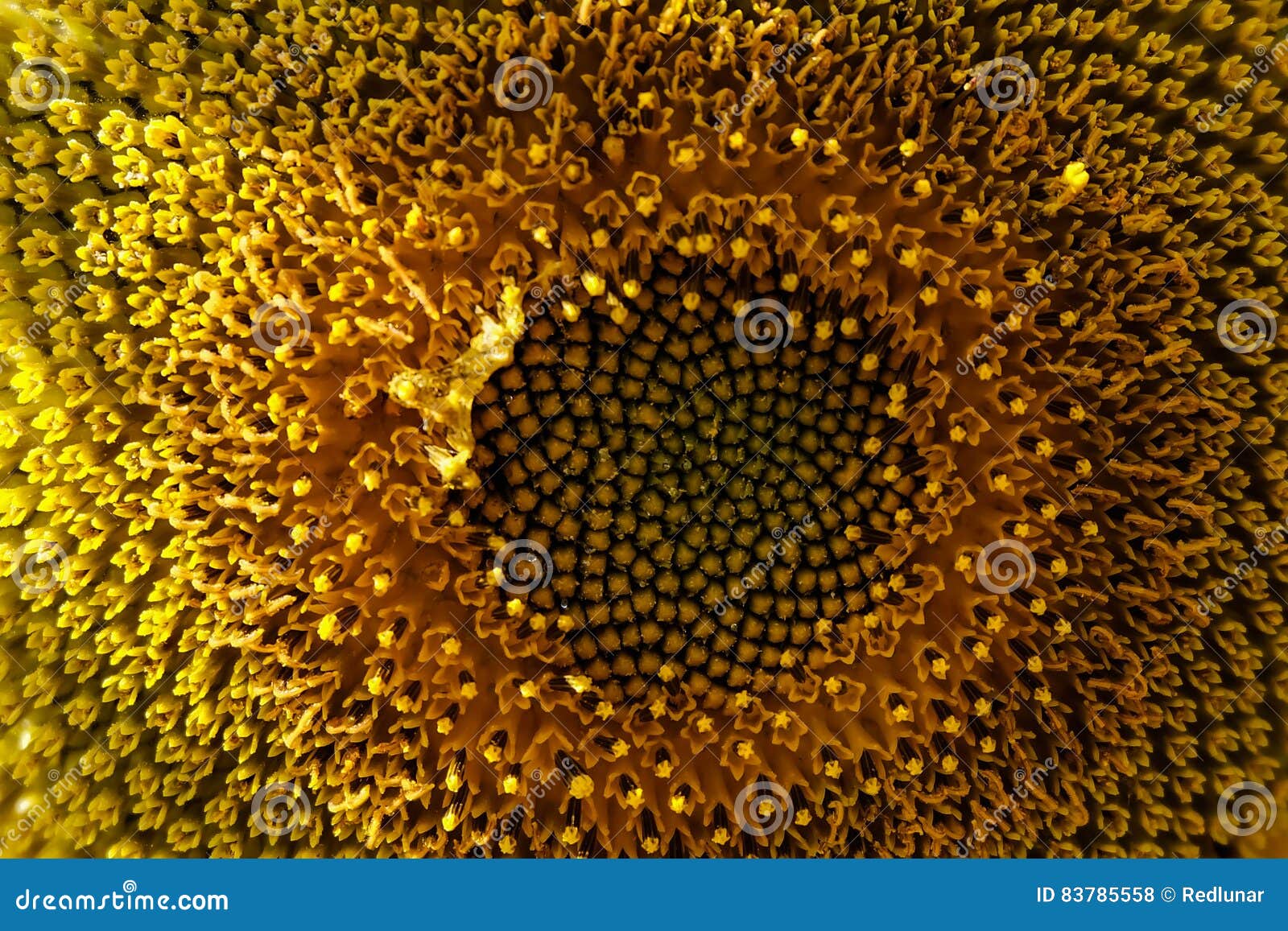 Core of sunflower stock photo. Image of pattern, sunflower - 83785558