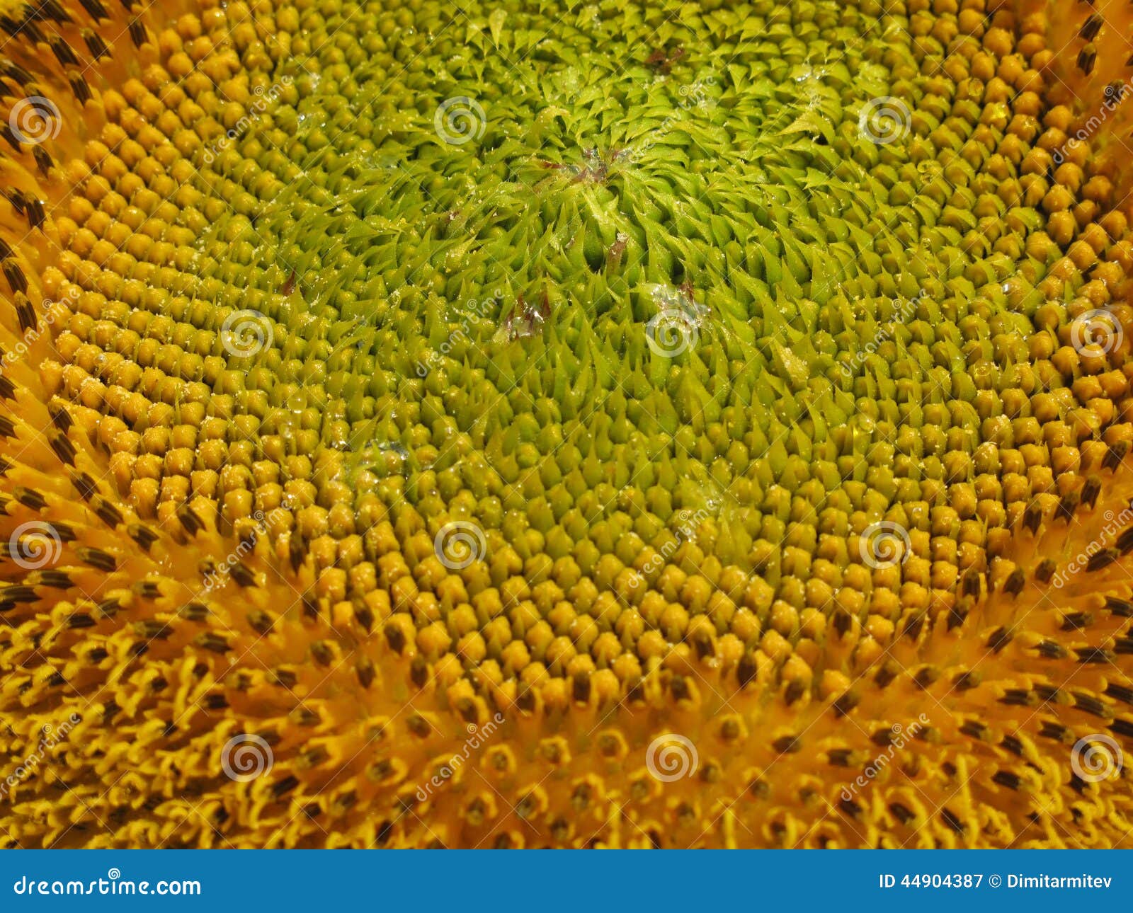 Core of the Sunflower Color Stock Image - Image of nature, colorful ...
