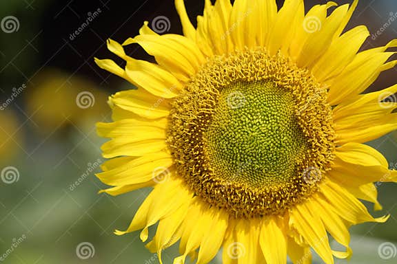 Core of sunflower stock photo. Image of natural, core - 74292198