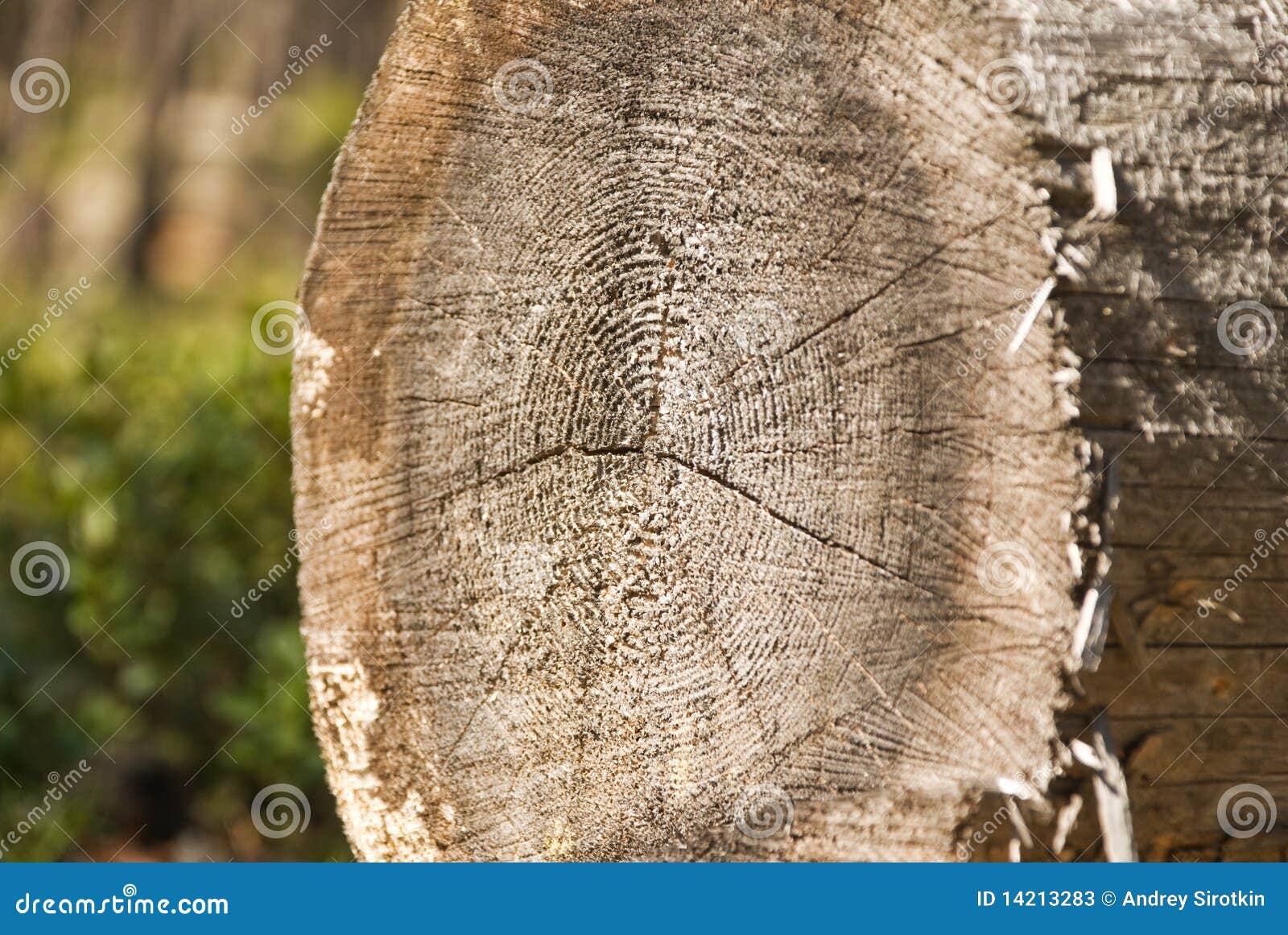 Core of a tree stock image. Image of trunk, ring, core - 14213283