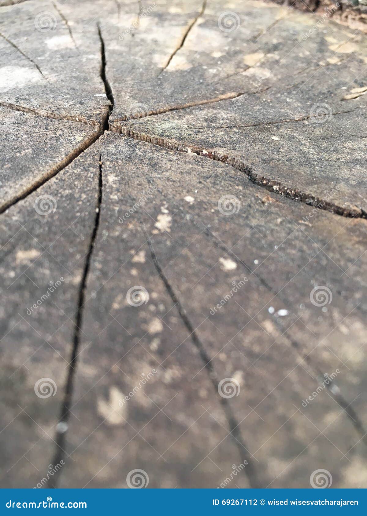 Core of the tree stock photo. Image of tree, star, core - 69267112