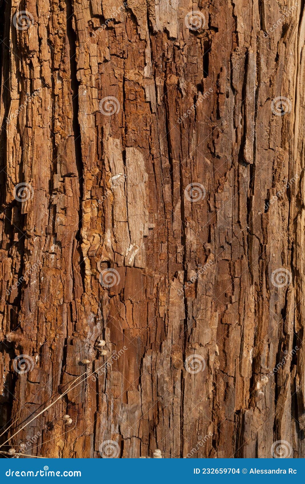 The Core of a Tree Trunk Already Decomposing Stock Photo - Image of ...