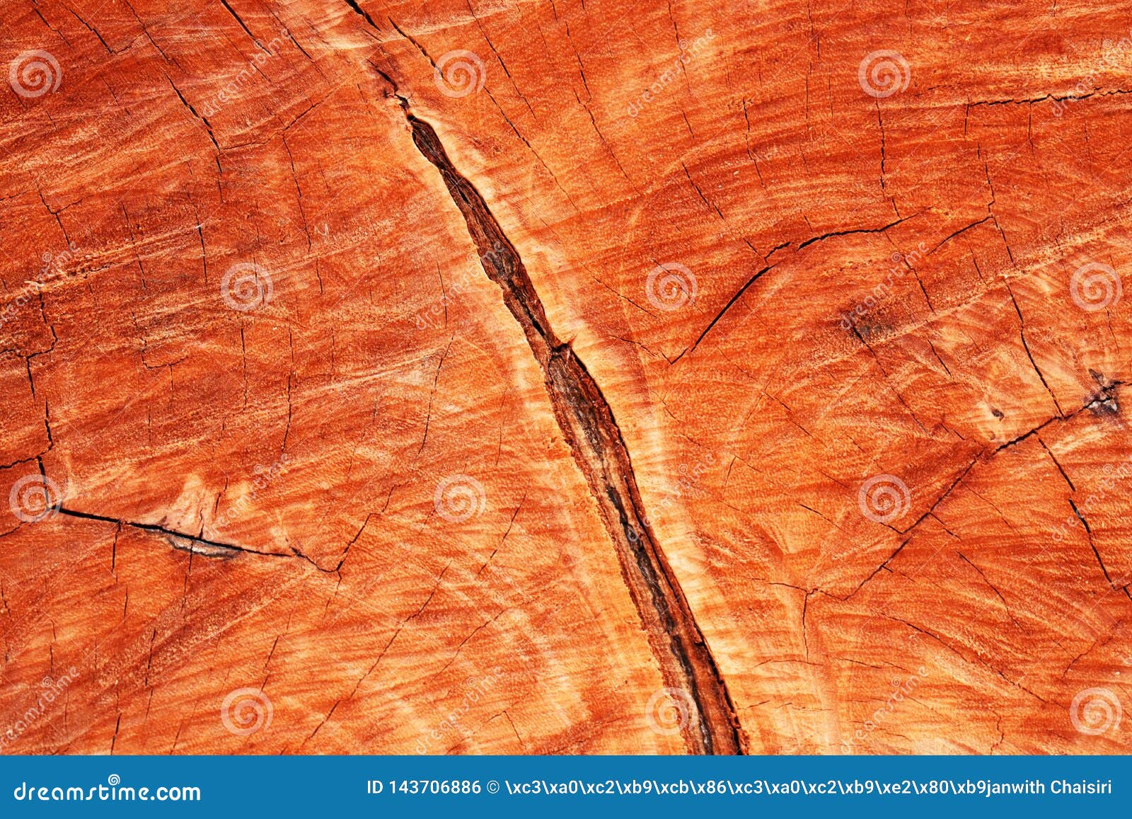 The Core of the Wood Cut from the Tree Stock Photo - Image of flora ...