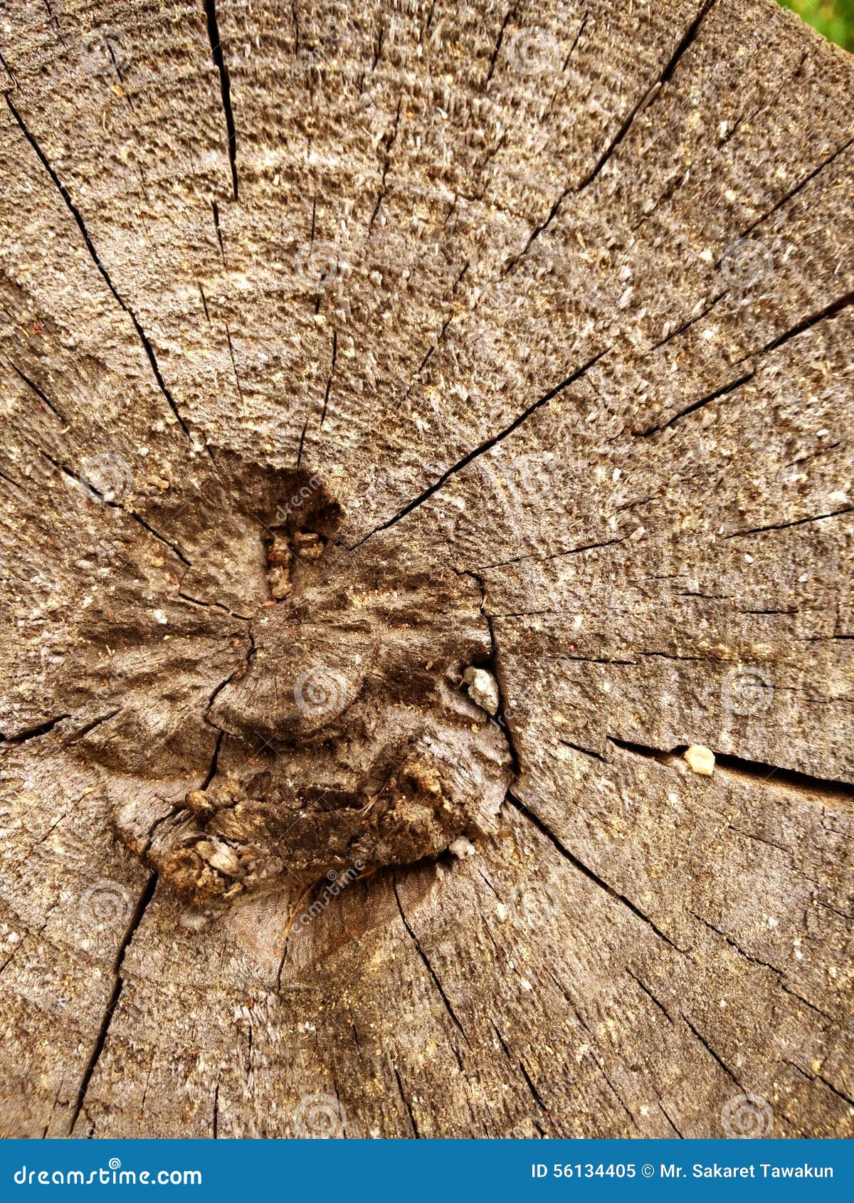 Core wood stock image. Image of trees, core, tree, corewood - 56134405