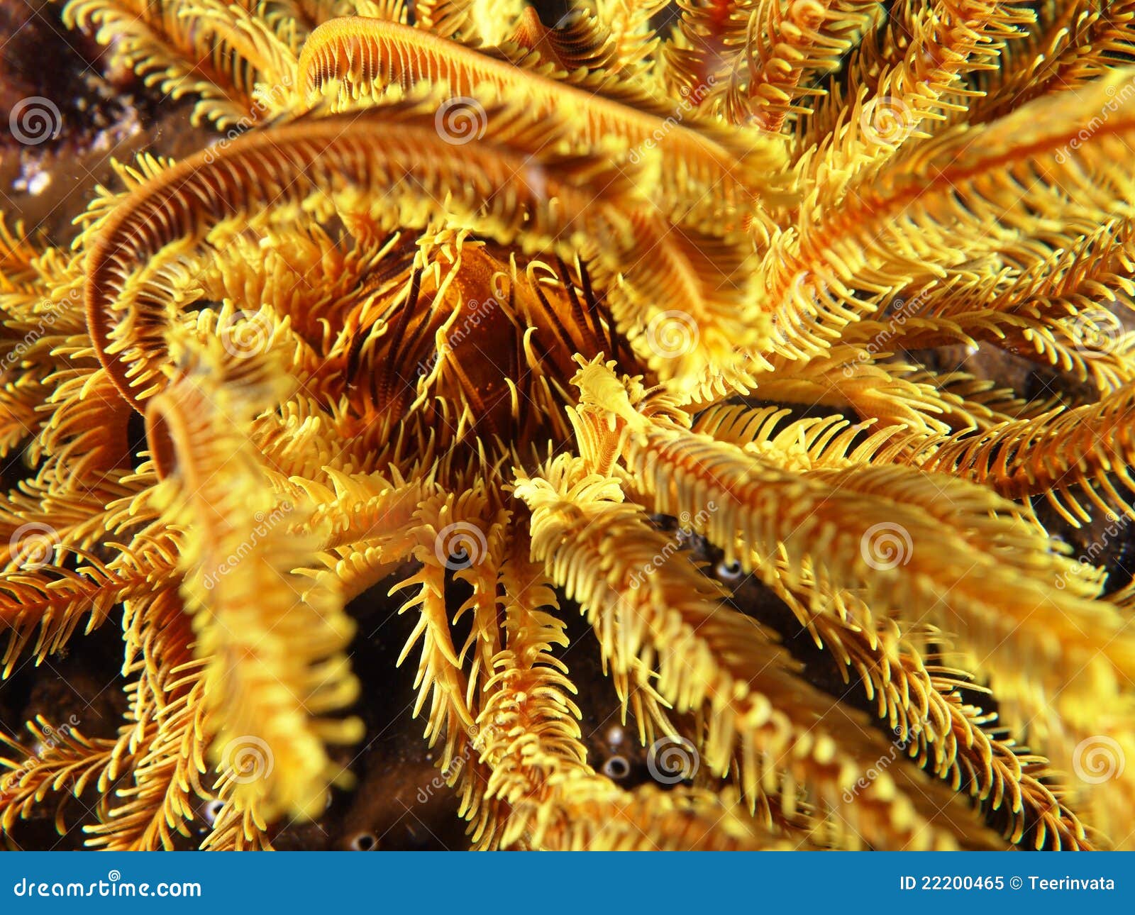 Core of Yellow Coral with Yellow Whip Coral Shrimp Stock Image - Image ...