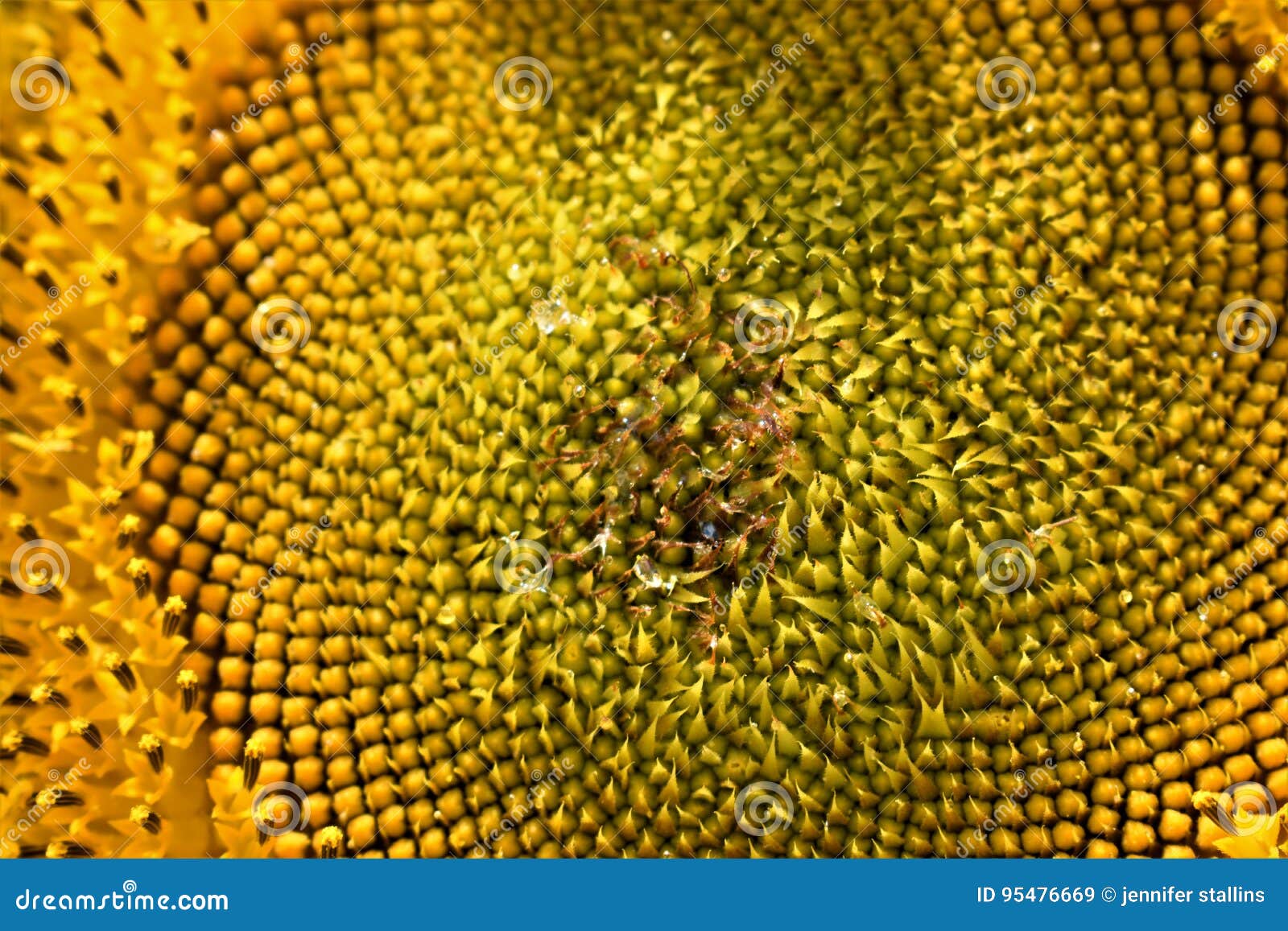 The core stock image. Image of nectar, yellow, sunflower - 95476669
