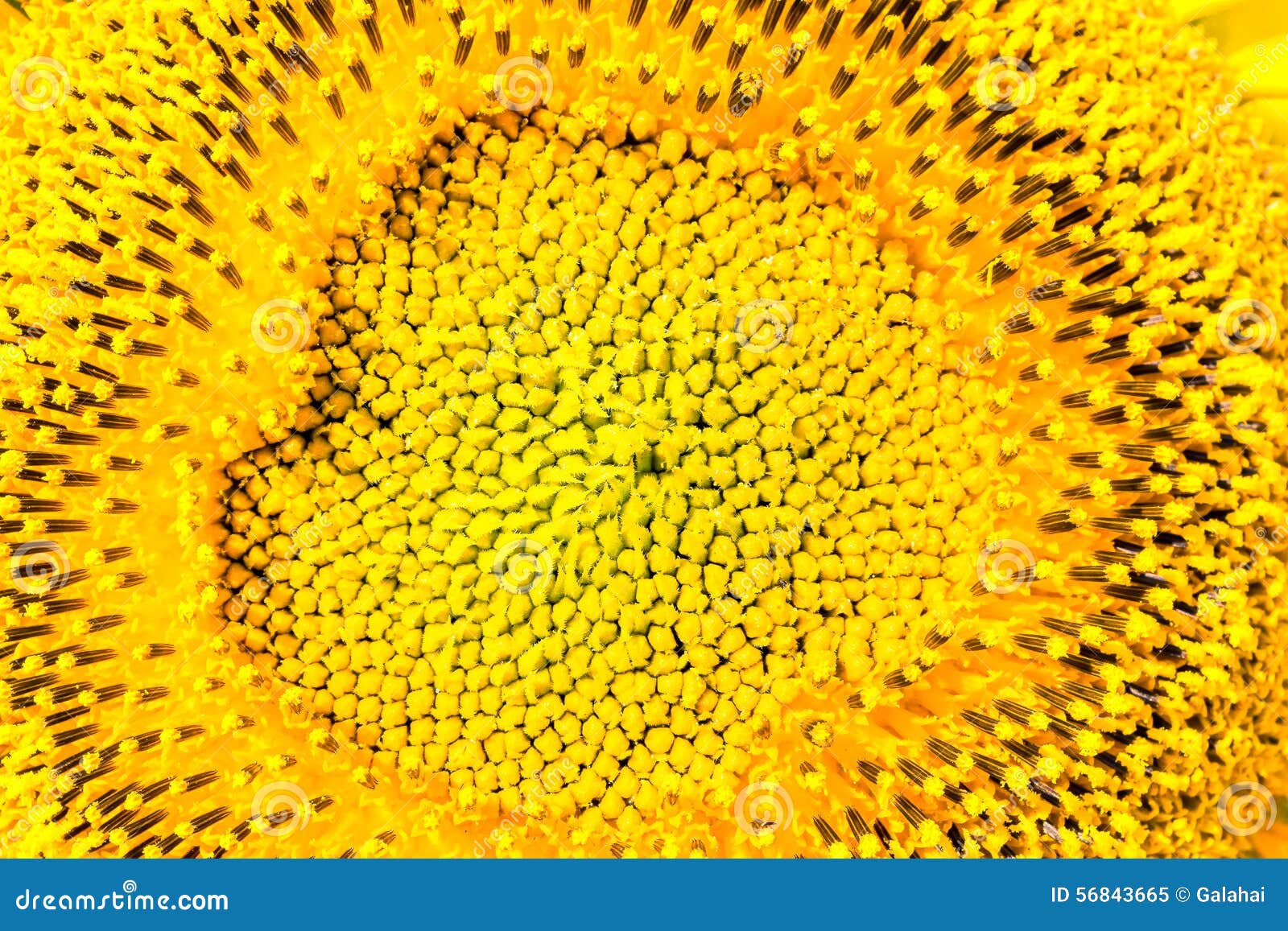 Core of a Yellow Sunflower, Macro Stock Image - Image of texture ...