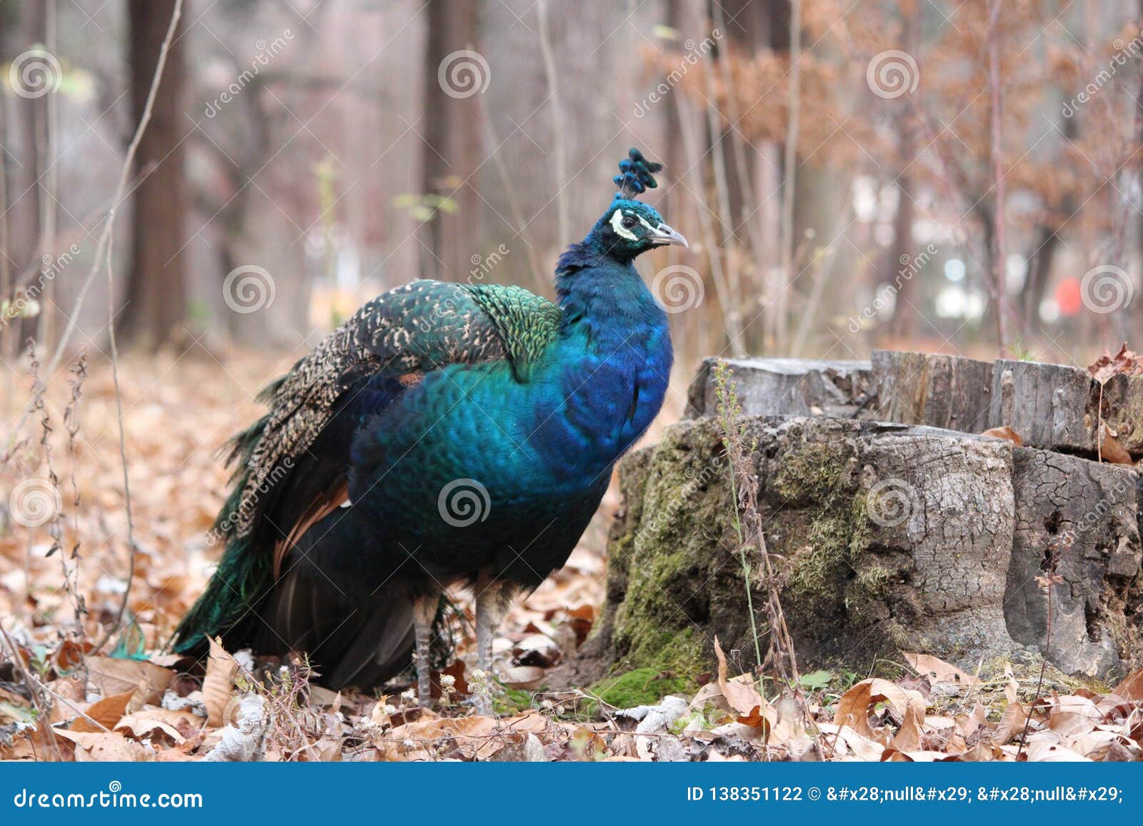 Corea Del Sur Del Parque Nacional, Viaje De Seul Foto de archivo ...