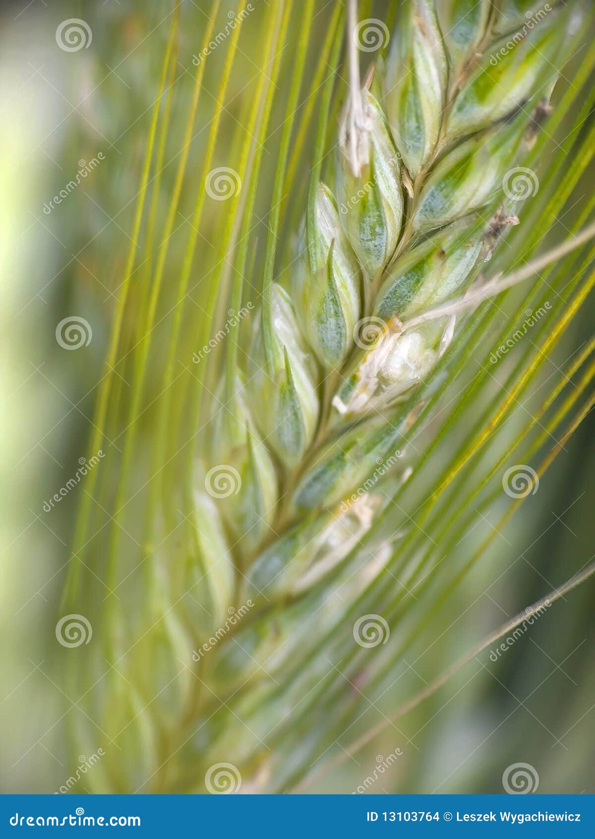 Coreal stock photo. Image of grain, ears, maturation - 13103764