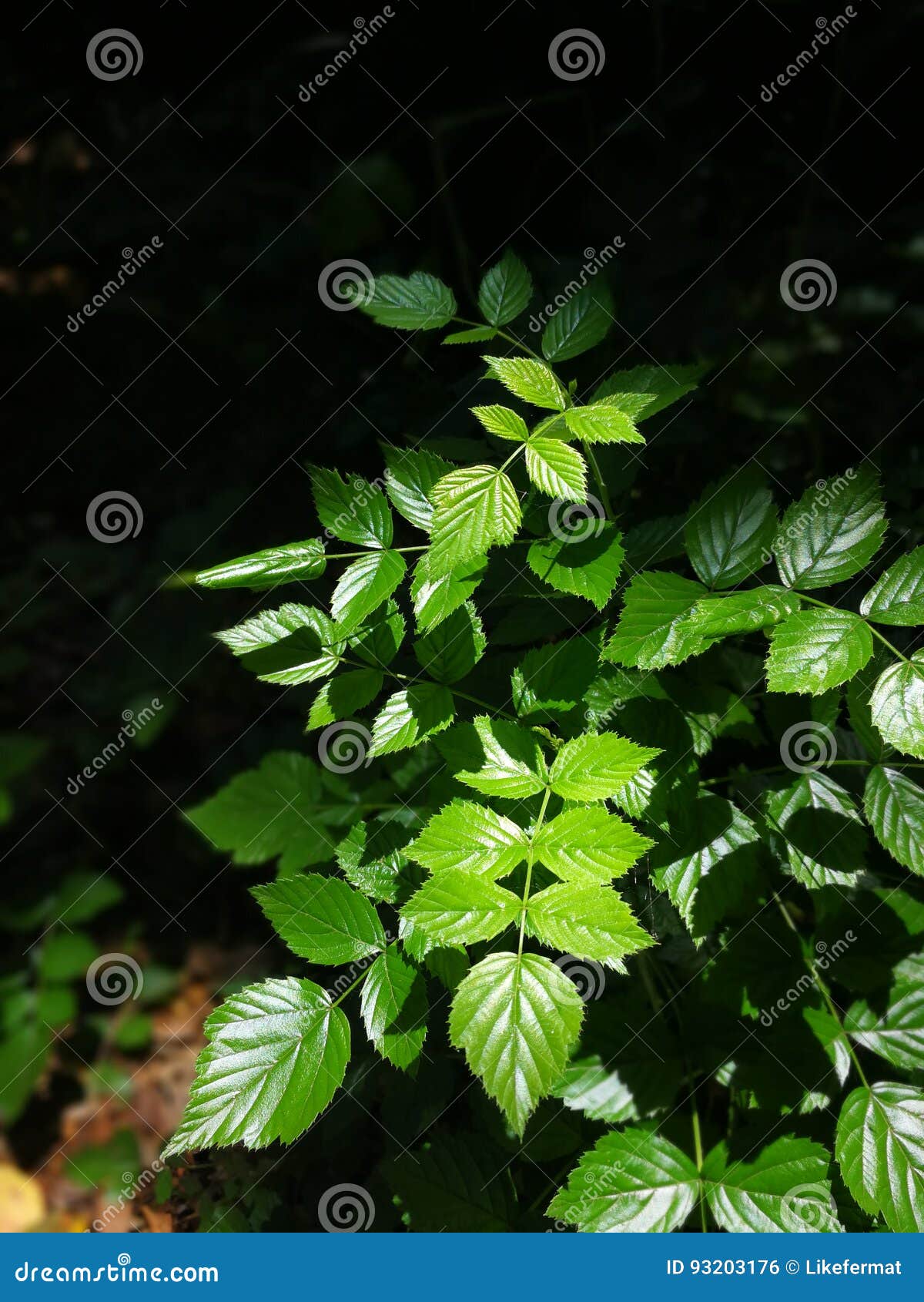 Coreanus Miq del Rubus fotografia stock. Immagine di fogli - 93203176