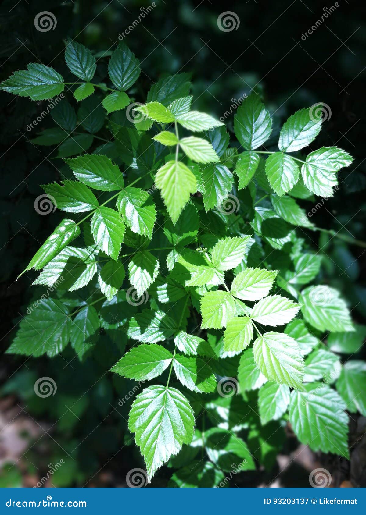 Coreanus Miq do Rubus imagem de stock. Imagem de crescimento - 93203137