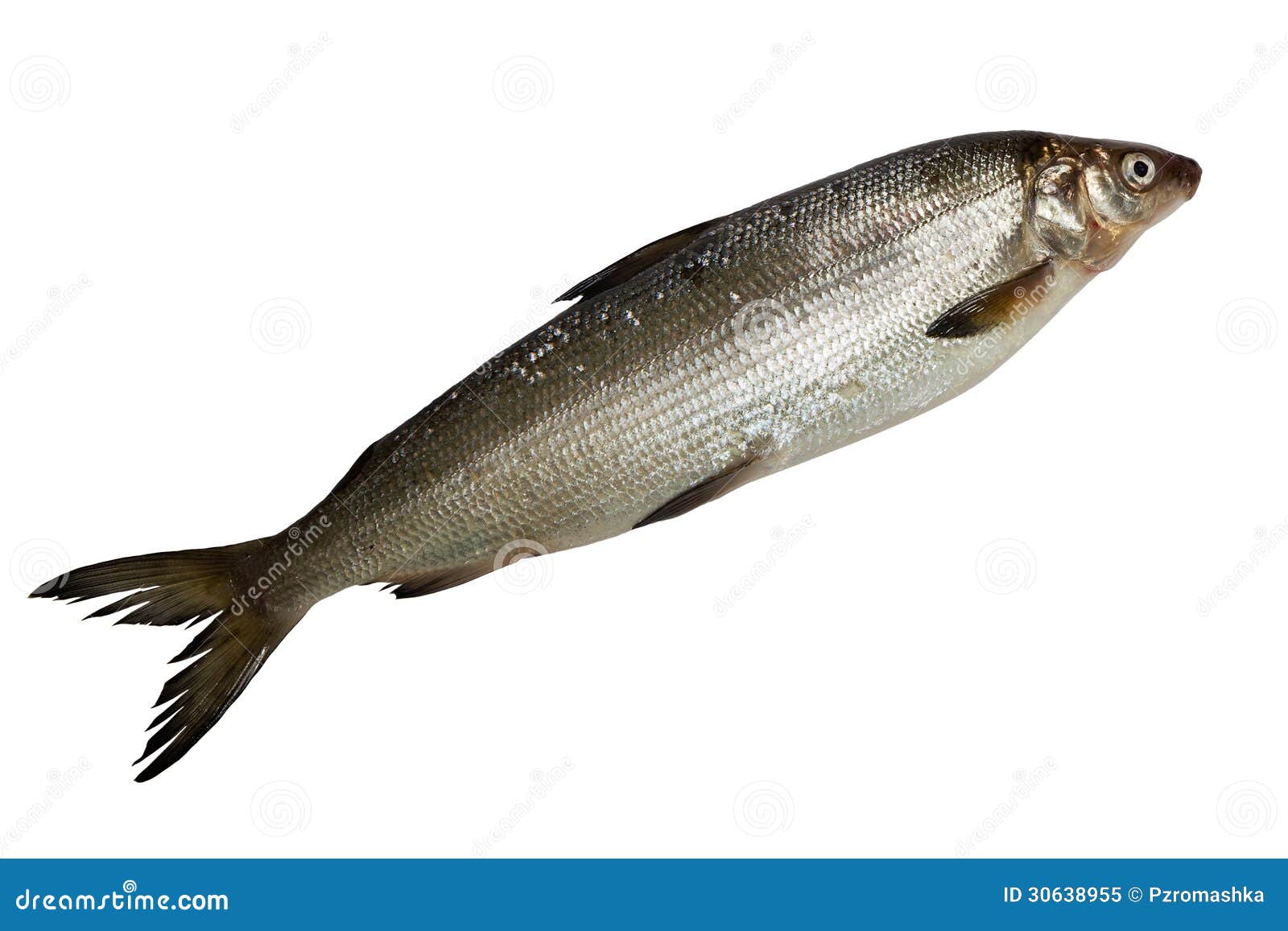 Coregone fresco immagine stock. Immagine di luce, pesca - 30638955