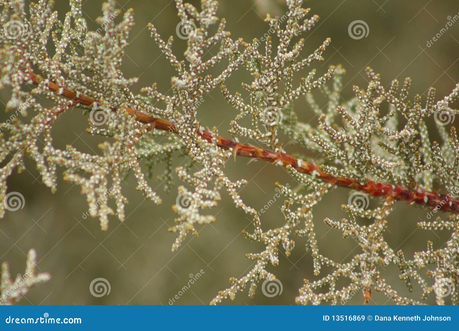 Coregone Lavarello Del Ginepro Immagine Stock - Immagine di allergia ...