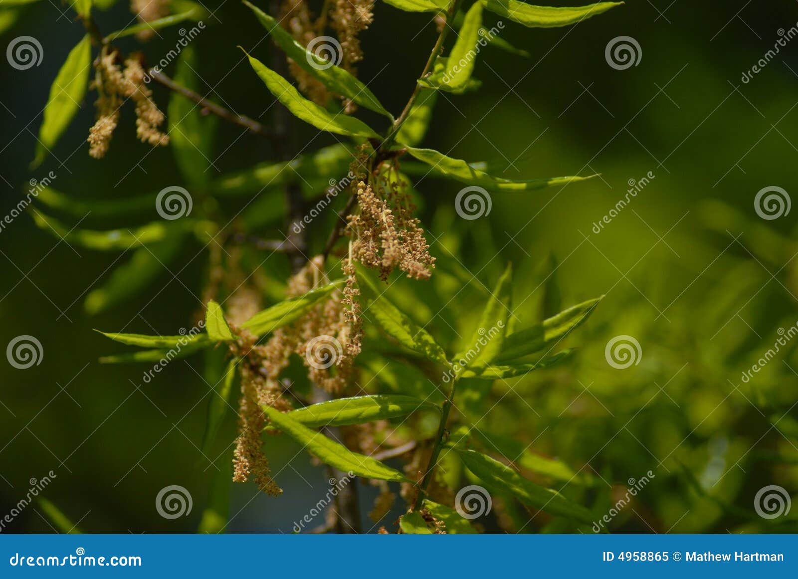 Coregone Lavarello Dell'albero Di Quercia Immagine Stock - Immagine di ...