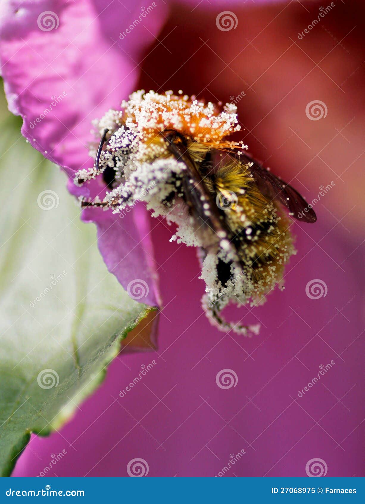 Coregone Lavarello Dell'ape Placcato Immagine Stock - Immagine di bombo ...