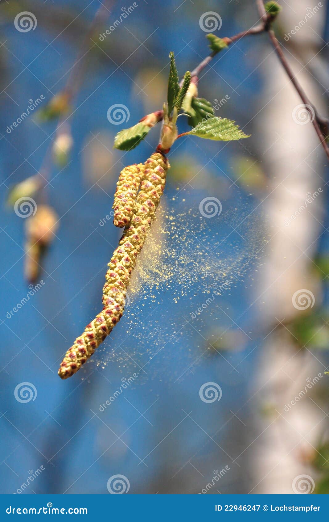 Coregone Lavarello Della Betulla Immagine Stock - Immagine di betulla ...