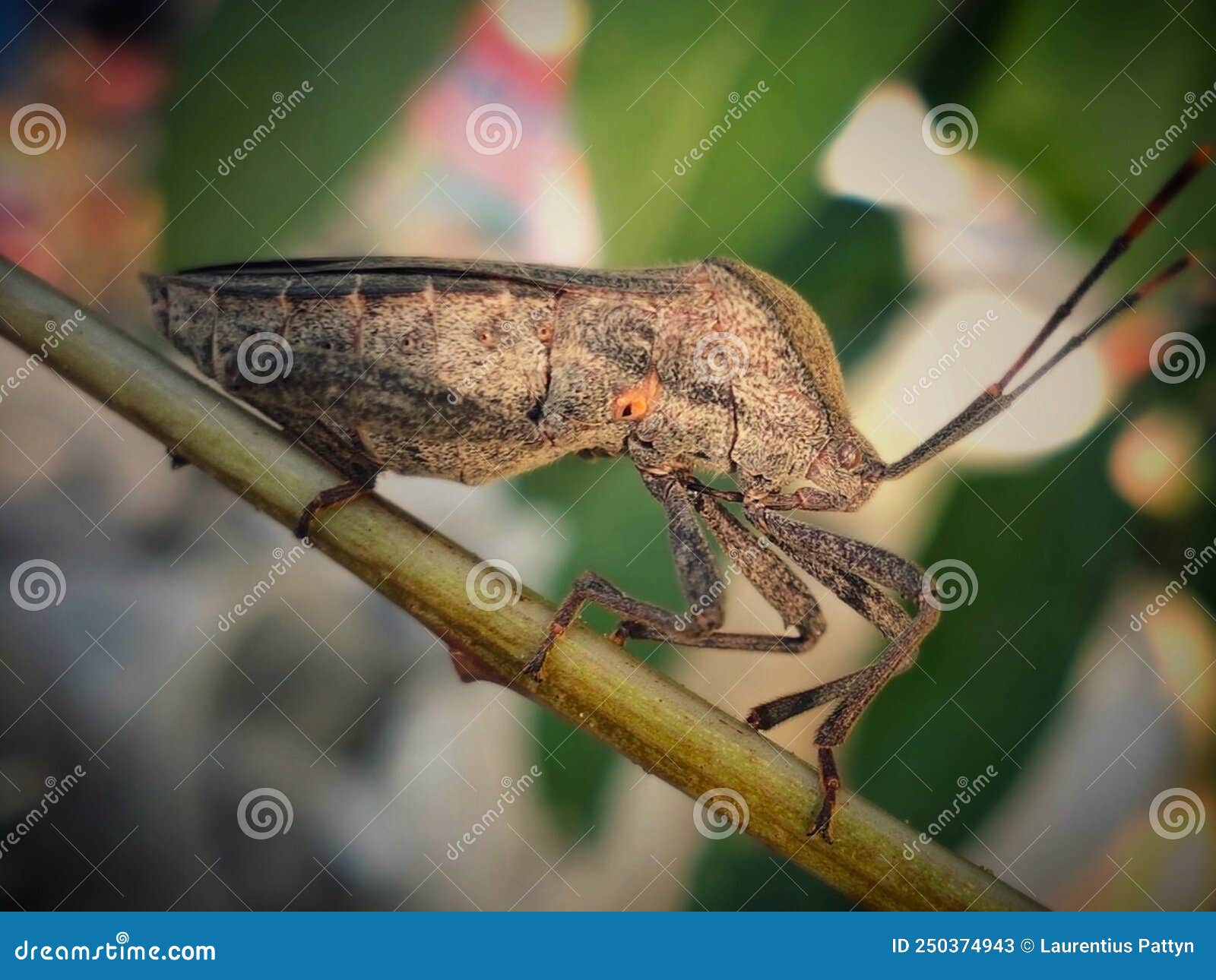 COREID BUG IMAGE stock image. Image of abdomen, background - 250374943